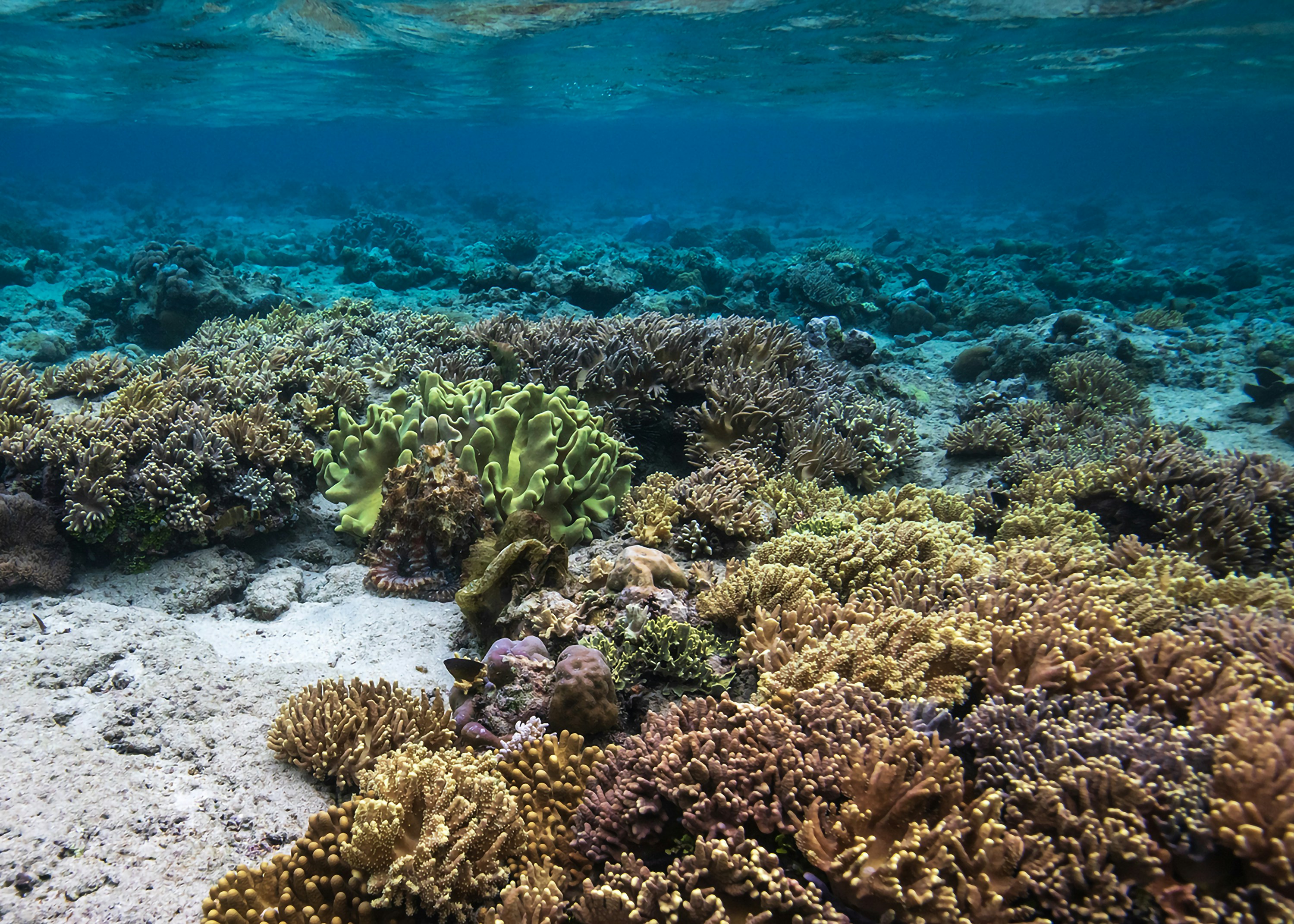 An underwater view of a coral reef in the ocean photo – Free Indonesia ...