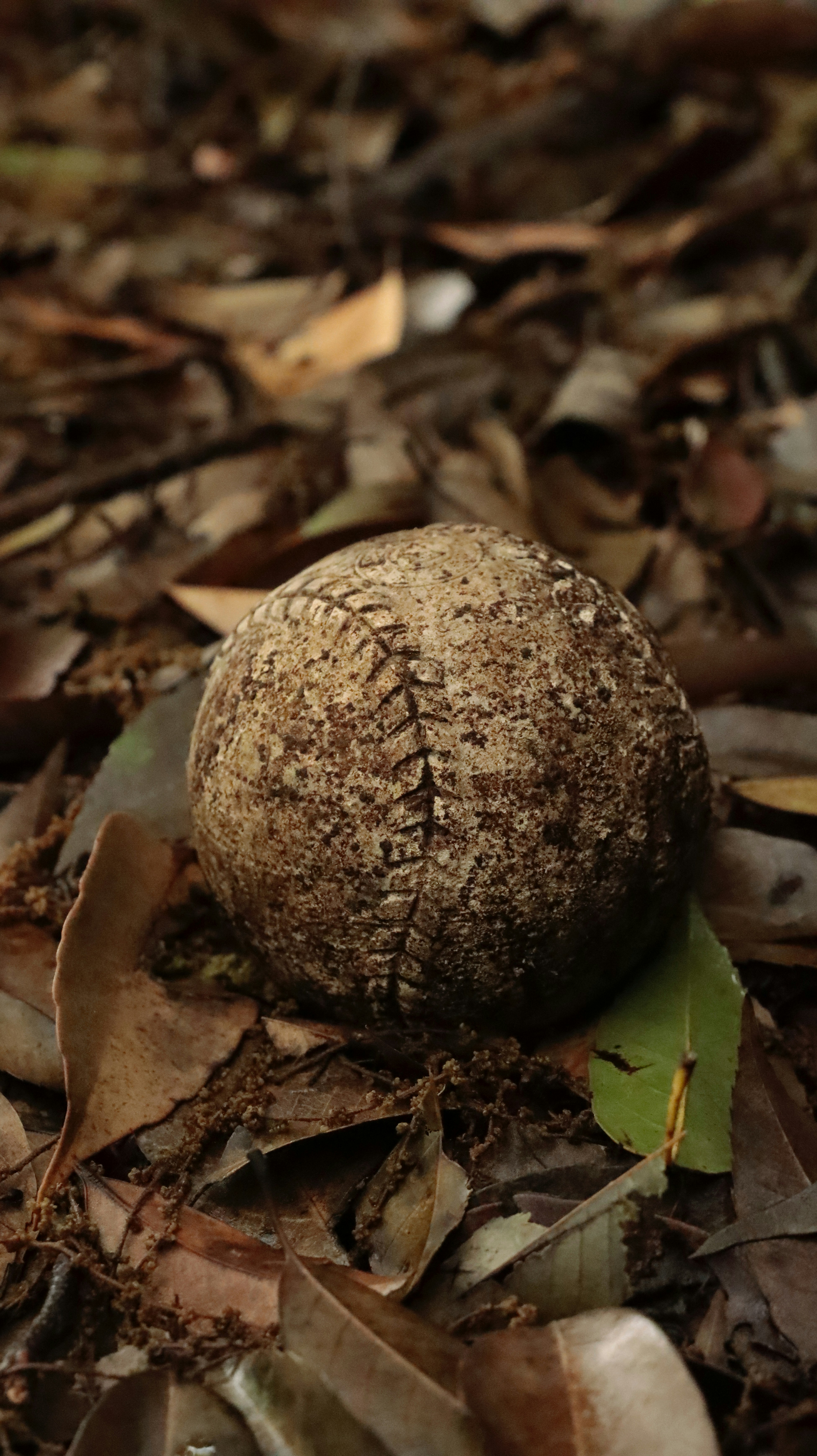Mud-streaked baseball resting among autumn leaves