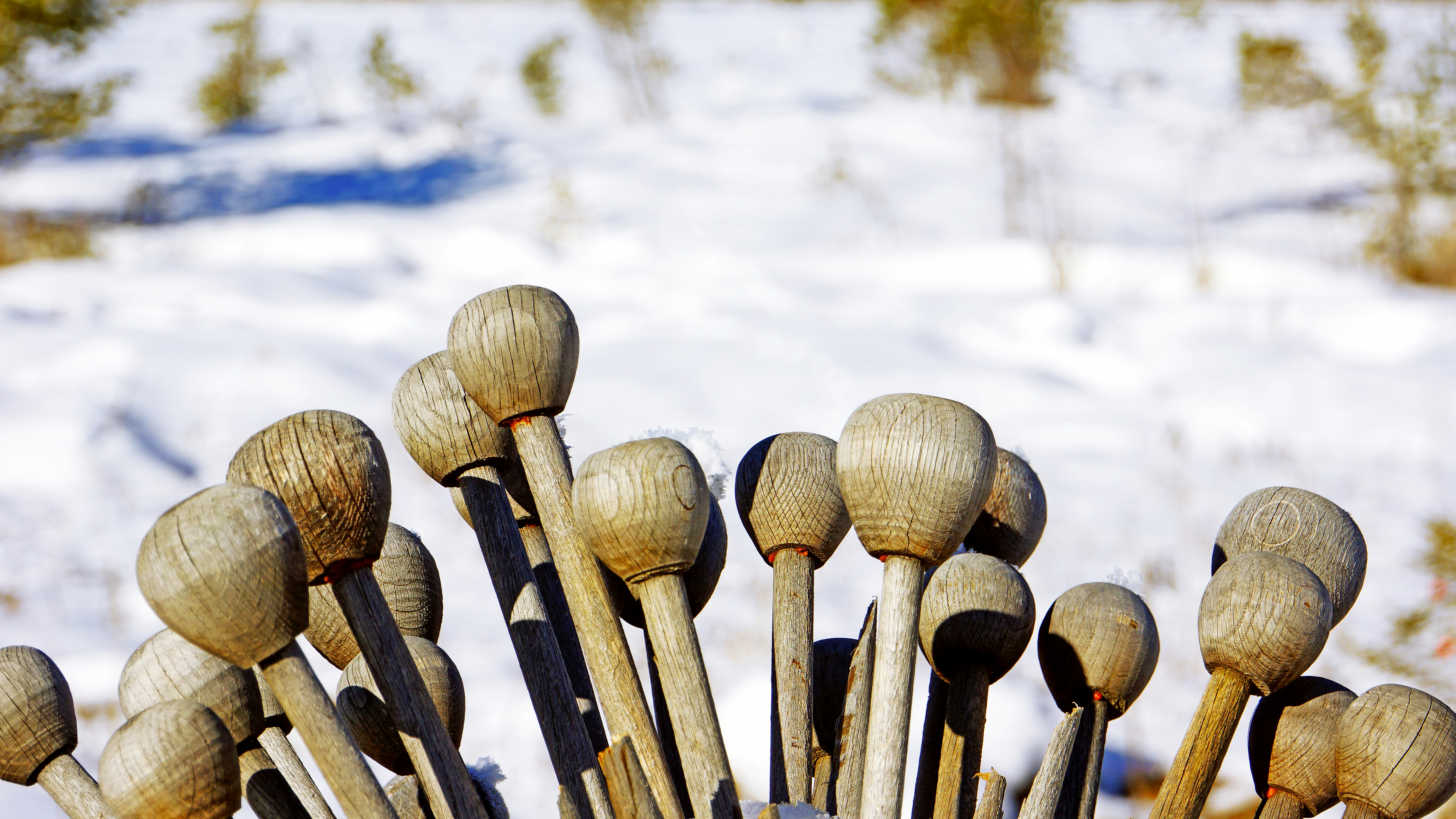 Winter Orchard of Parabolic Pods: A Close-Up of Wooden Golf-Club Heads in Snow