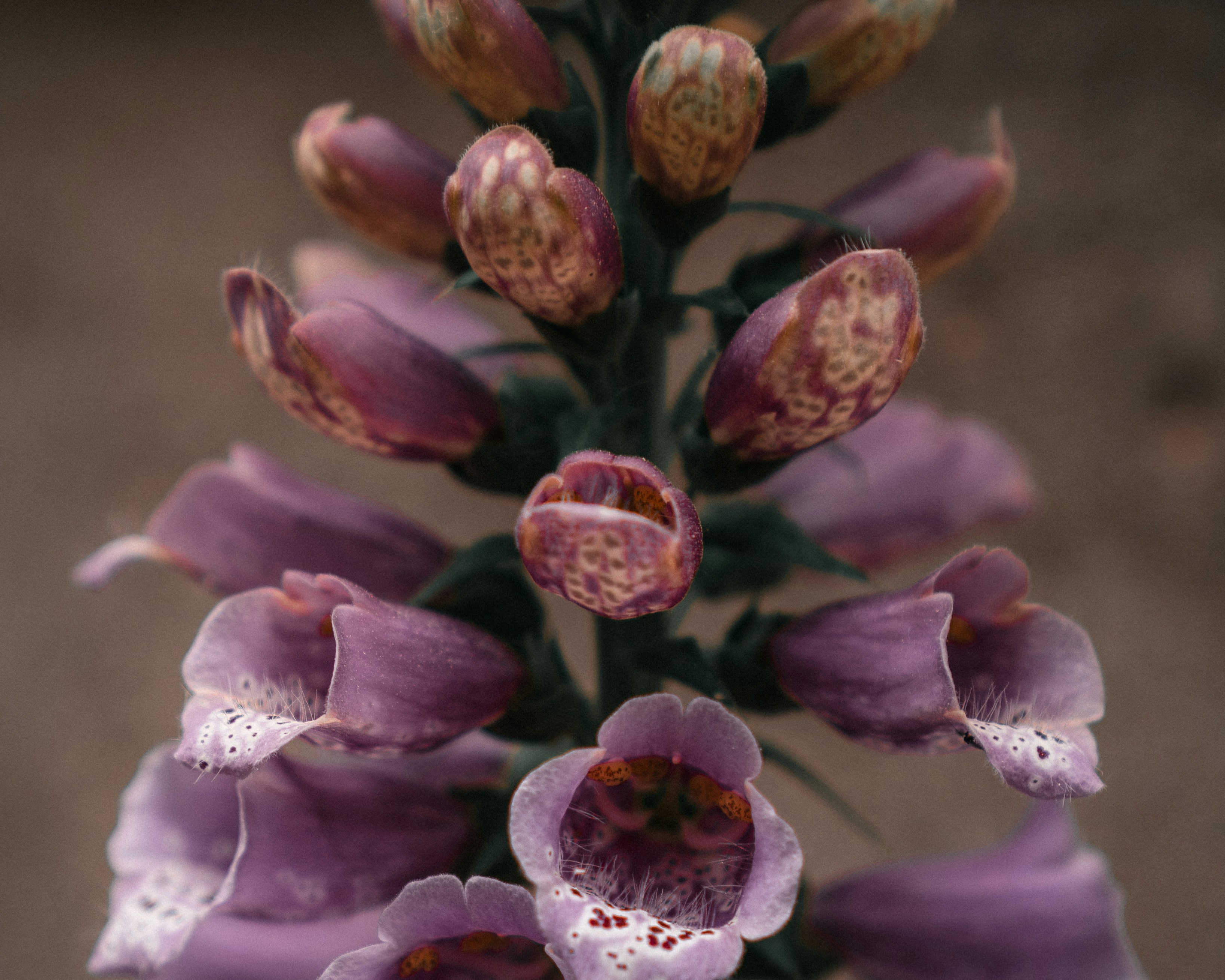 Foxglove in Bloom: a vertical stream of pastel bells