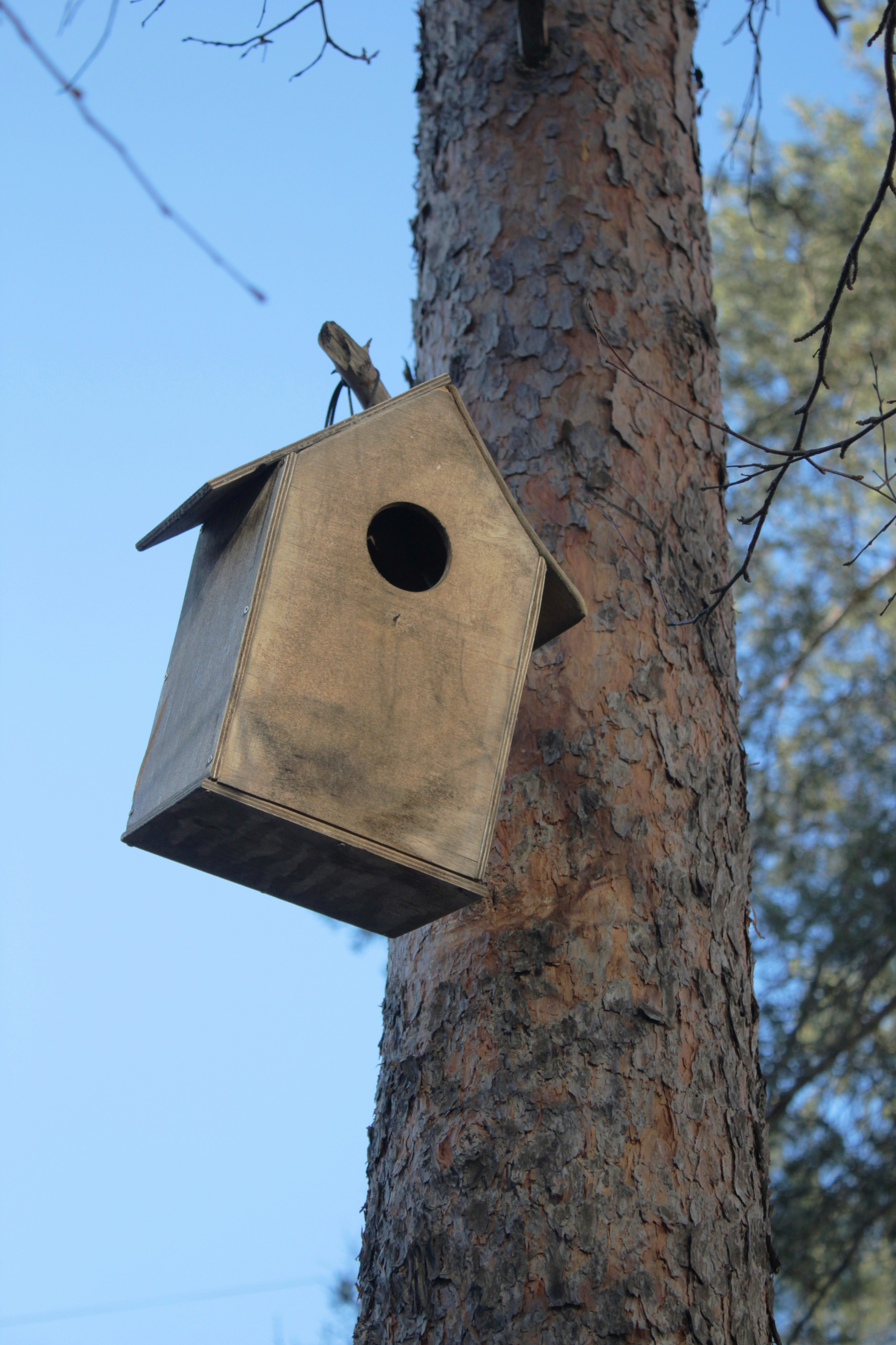 This birdhouse is on the tree in the park.