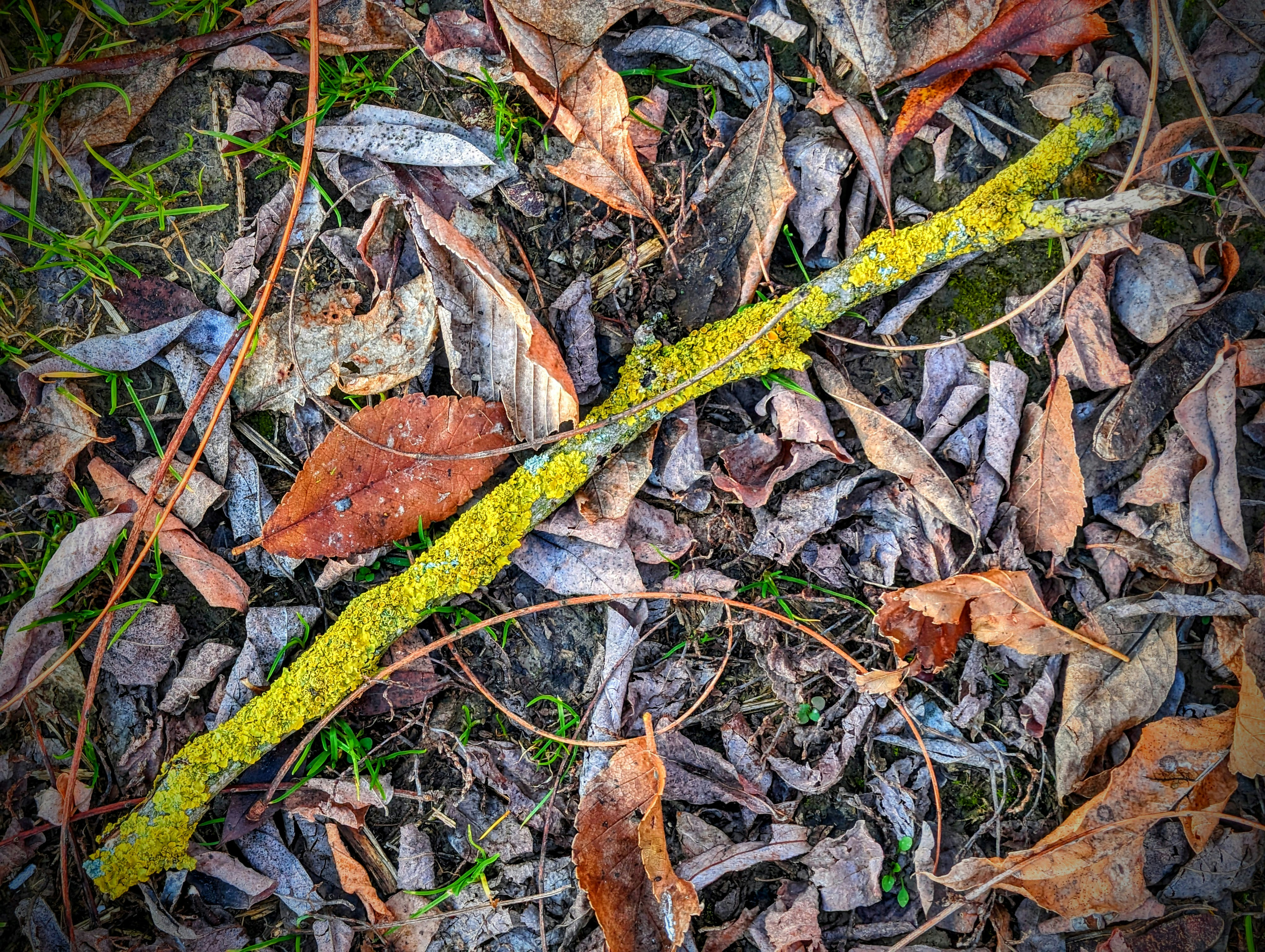 Lichen-streaked twig crosses a bed of autumn leaves
