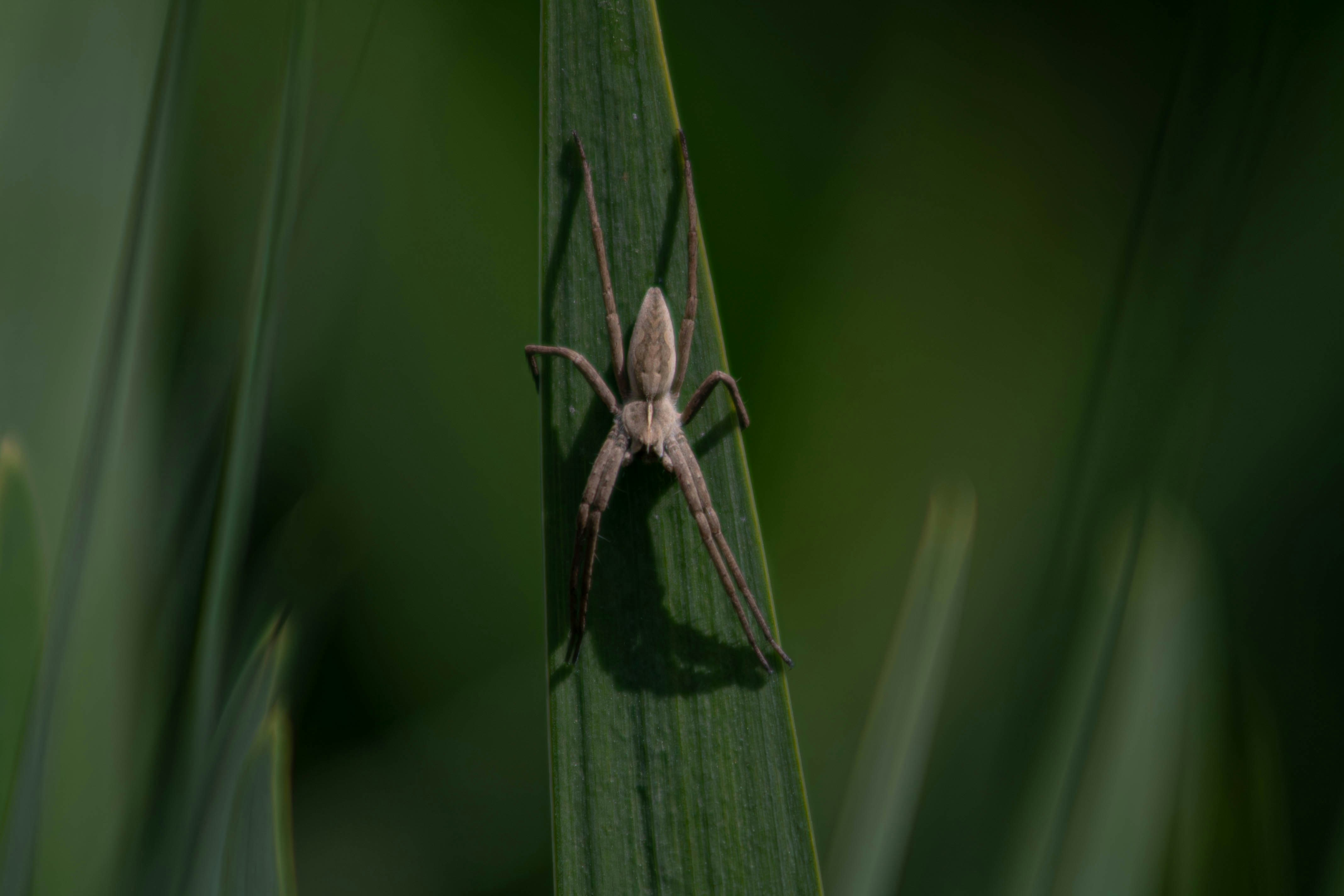 Edge-Guardian: A Spider on a Narrow Grass Blade