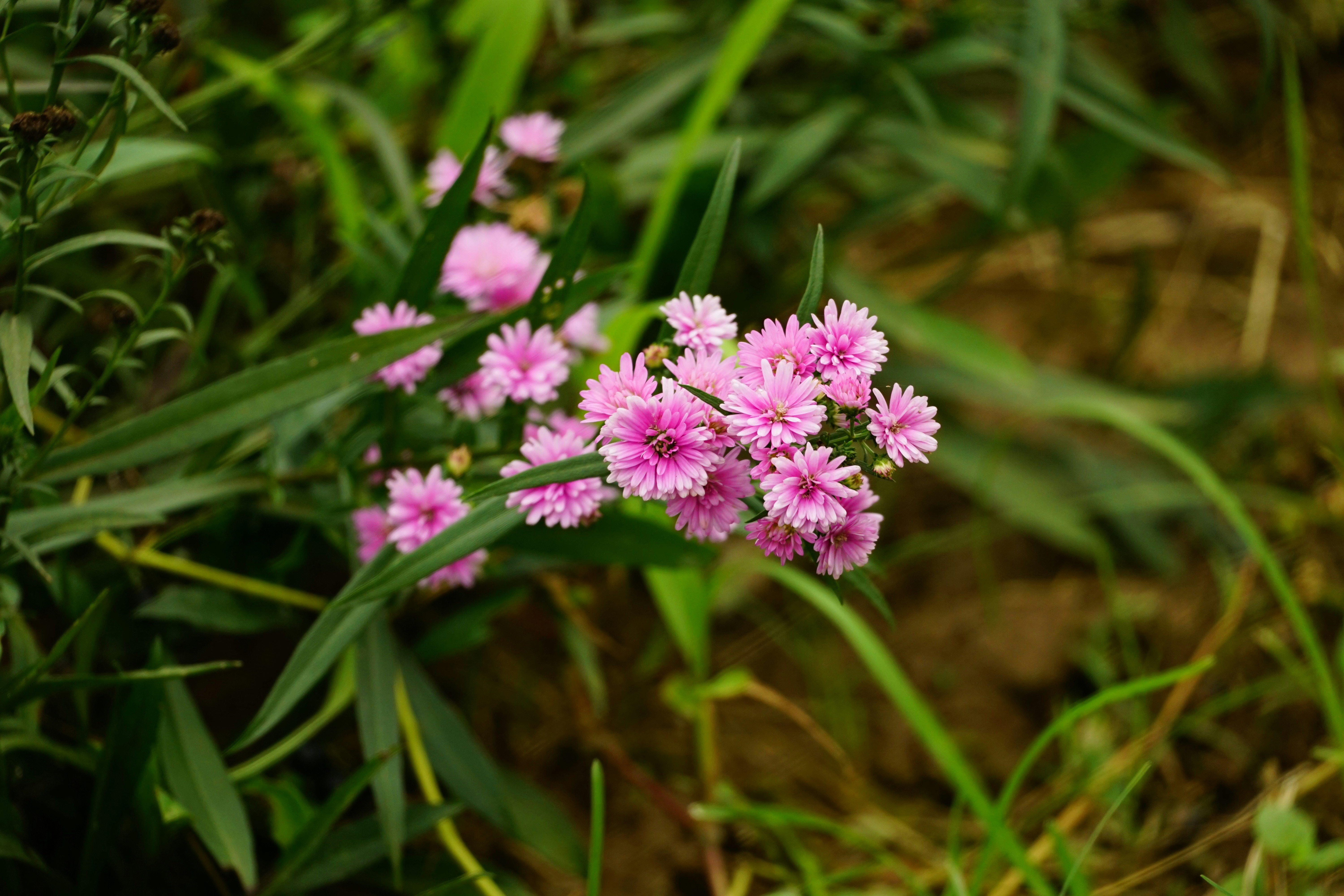 Pink Dianthus Clusters in a Quiet Meadow