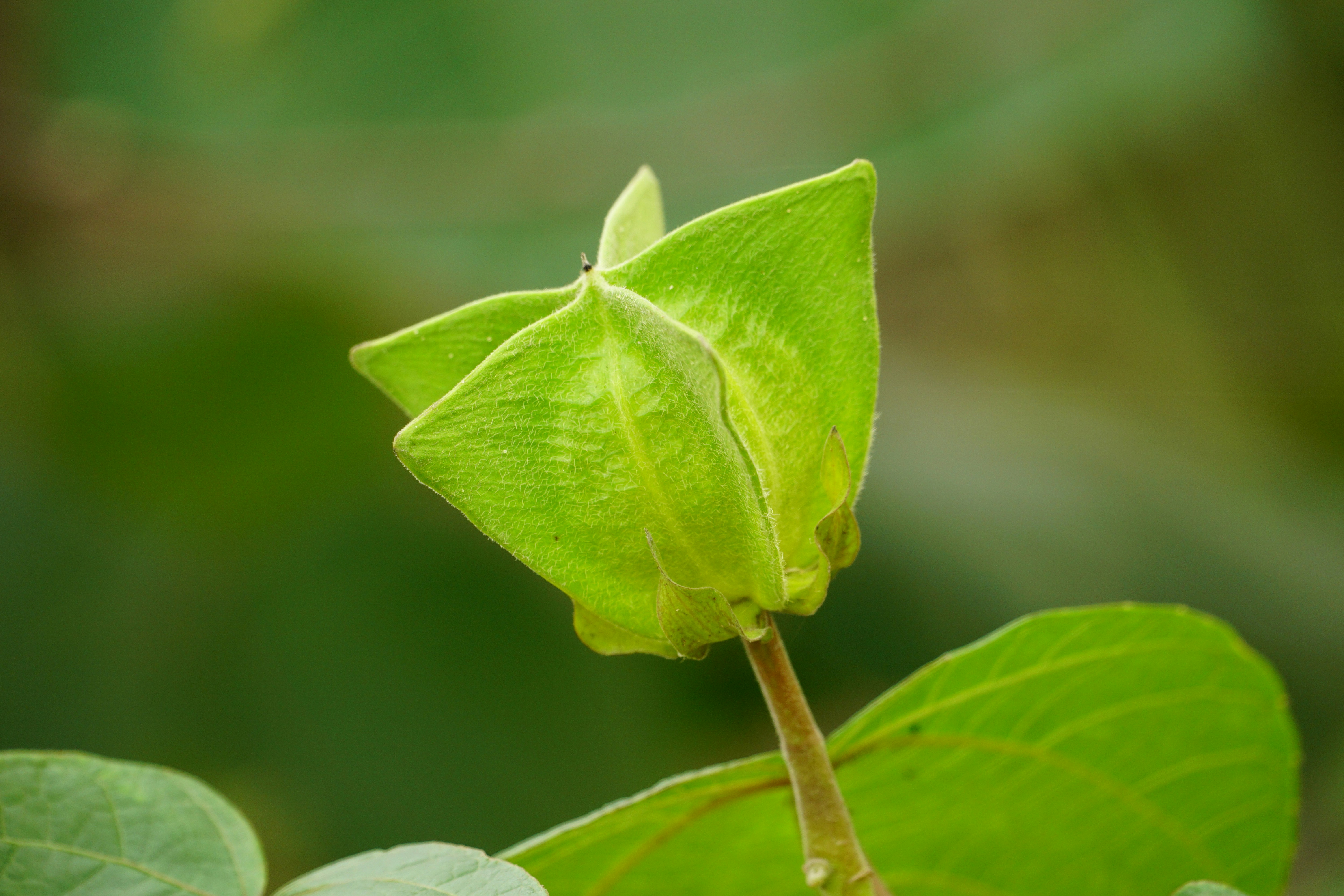 Emerald Lantern Bud Against Velvet Green