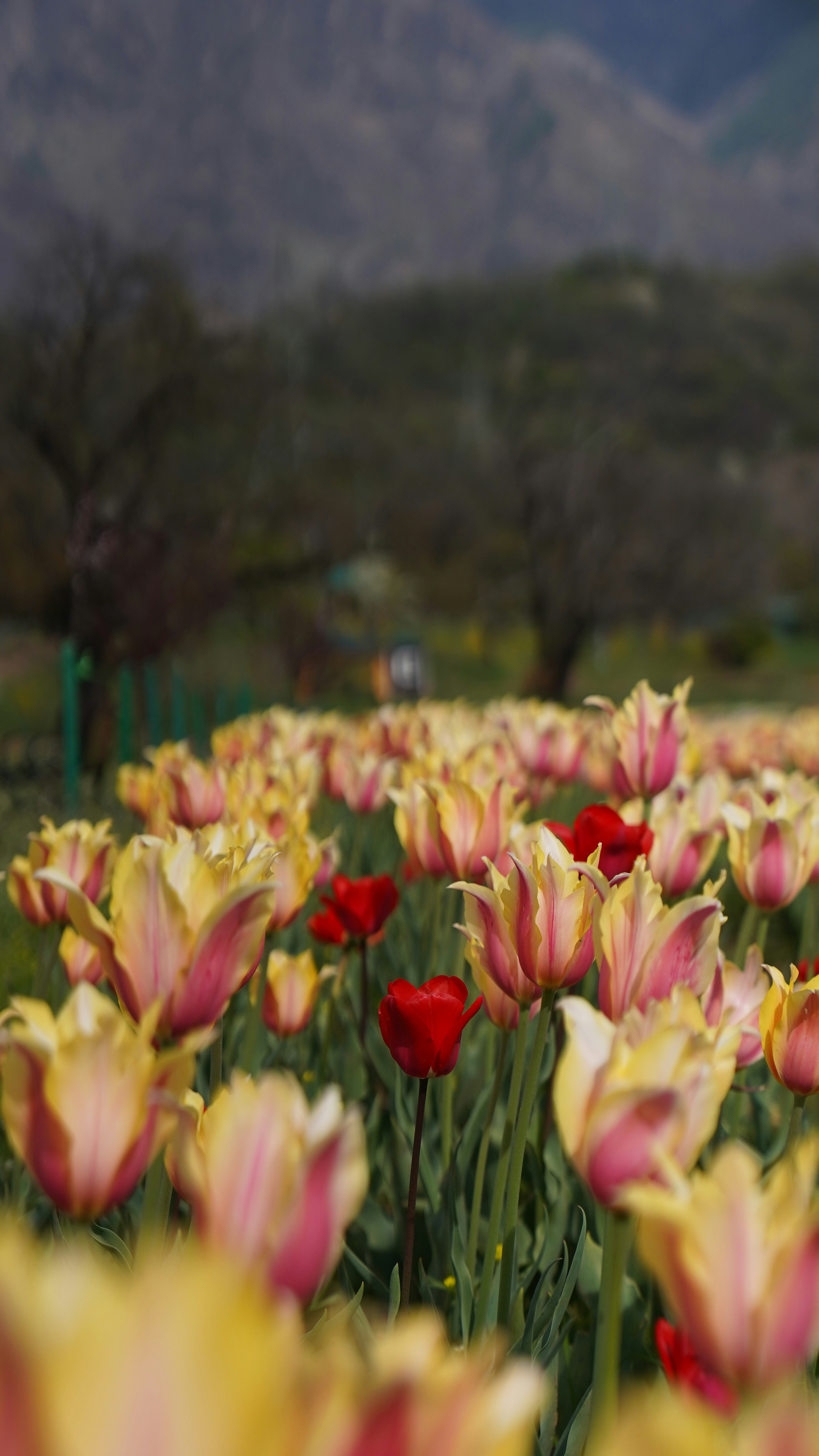 Crimson Accent in a Field of Cream- and Pink-Edged Tulips
