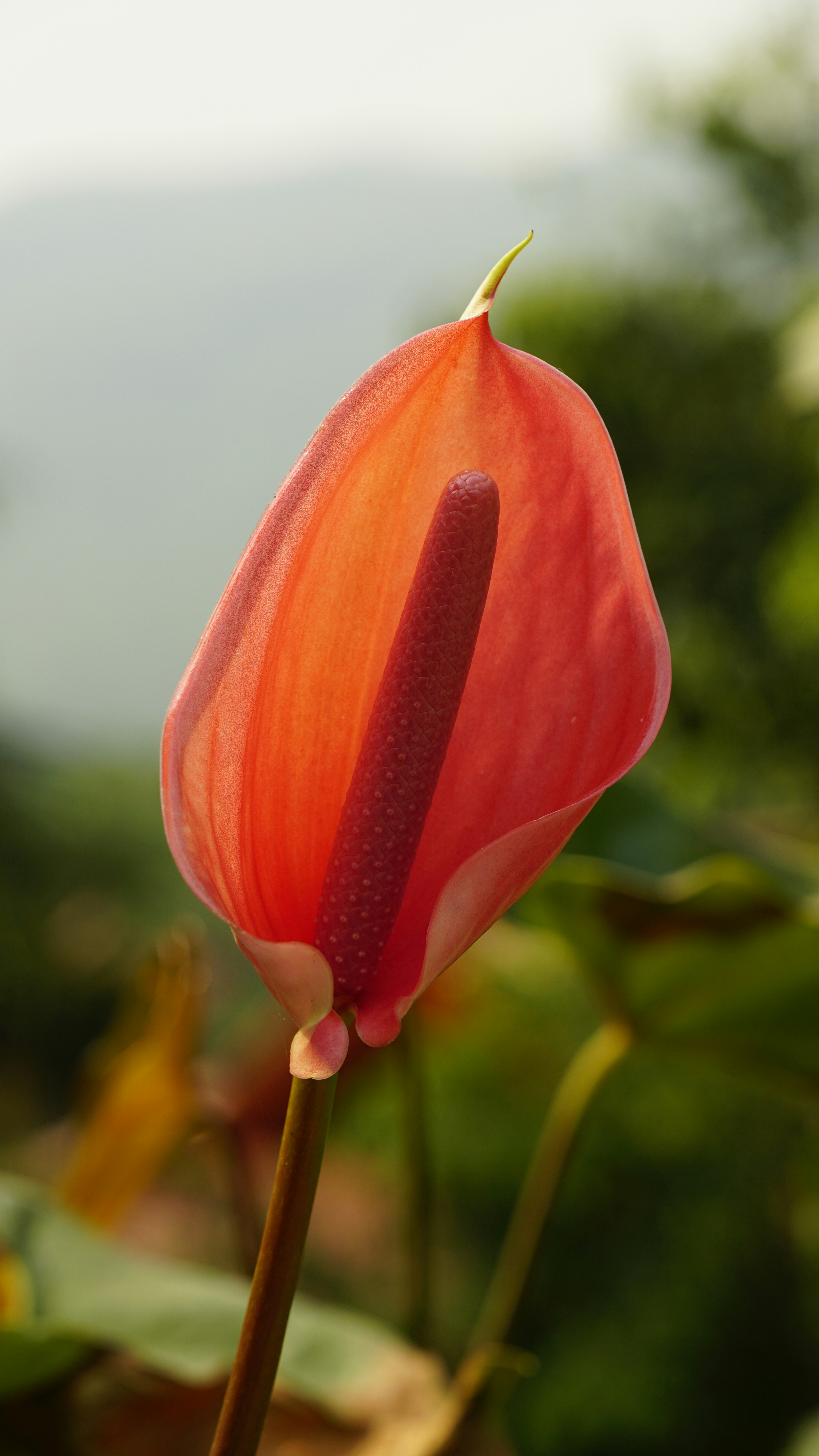 Photo by Duy Le Duc with Sony Alpha 6000