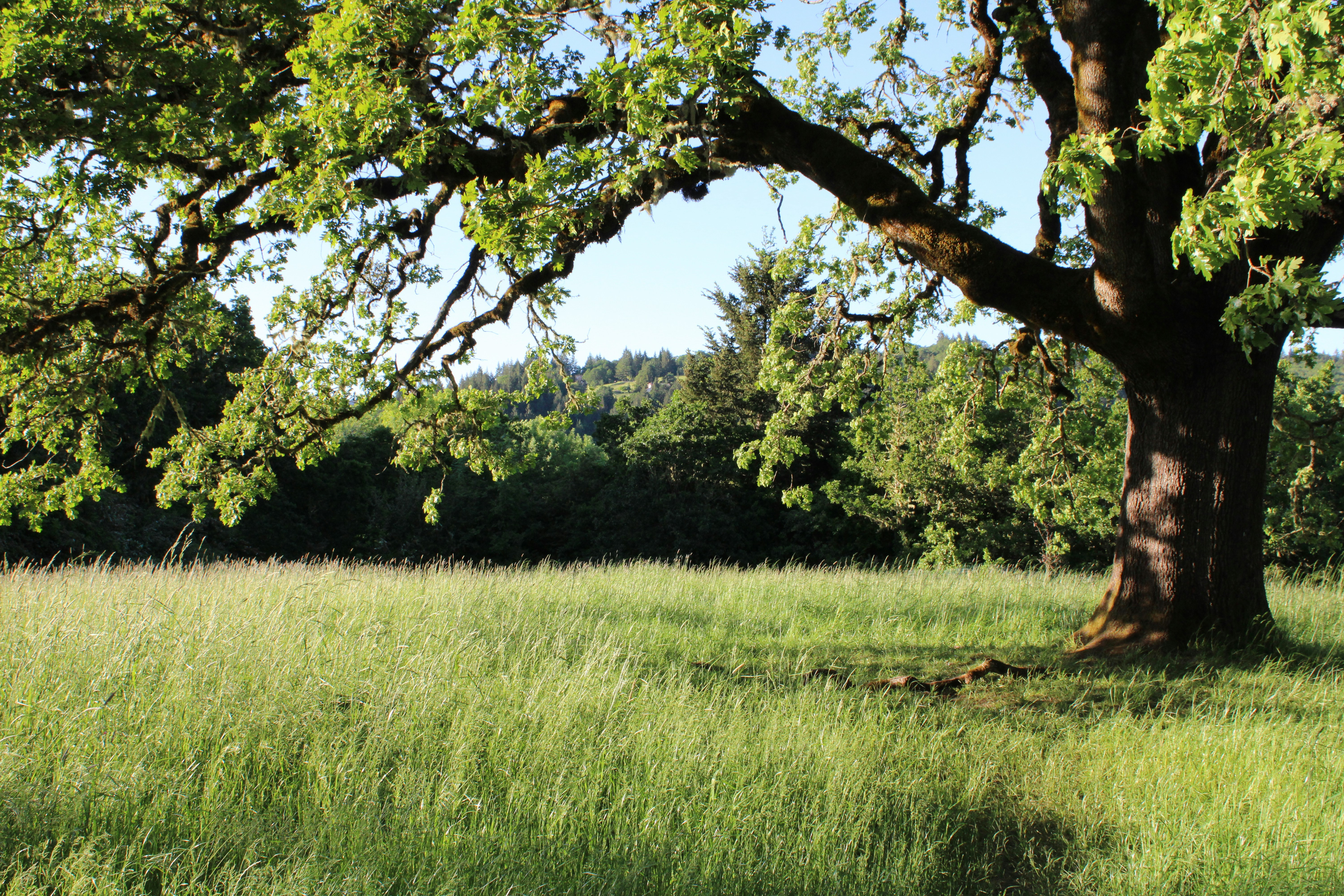 A large tree sitting in the middle of a lush green field photo – Free ...