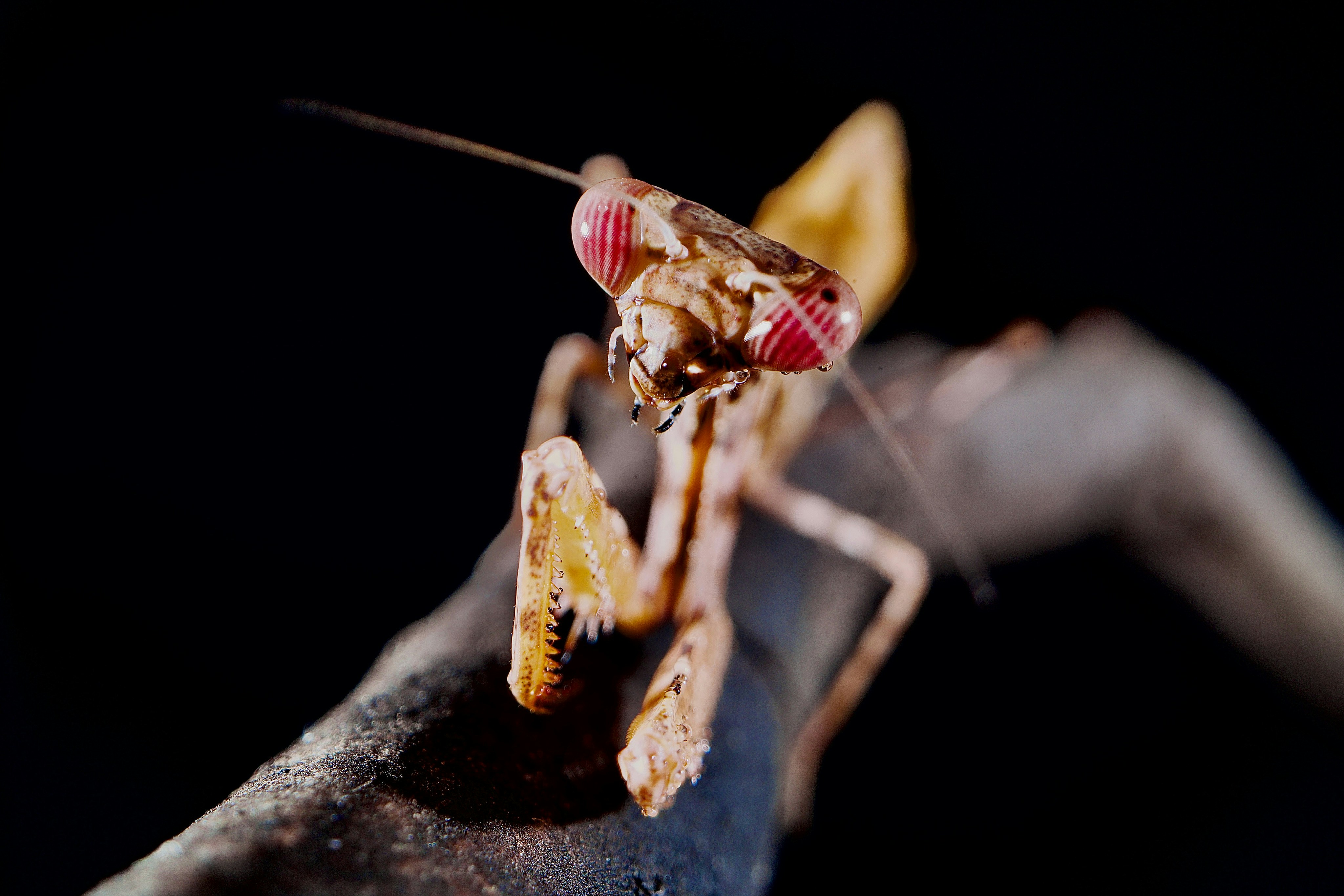 Photo by Andrey Tikhonovskiy with Canon EOS-1D X Mark II