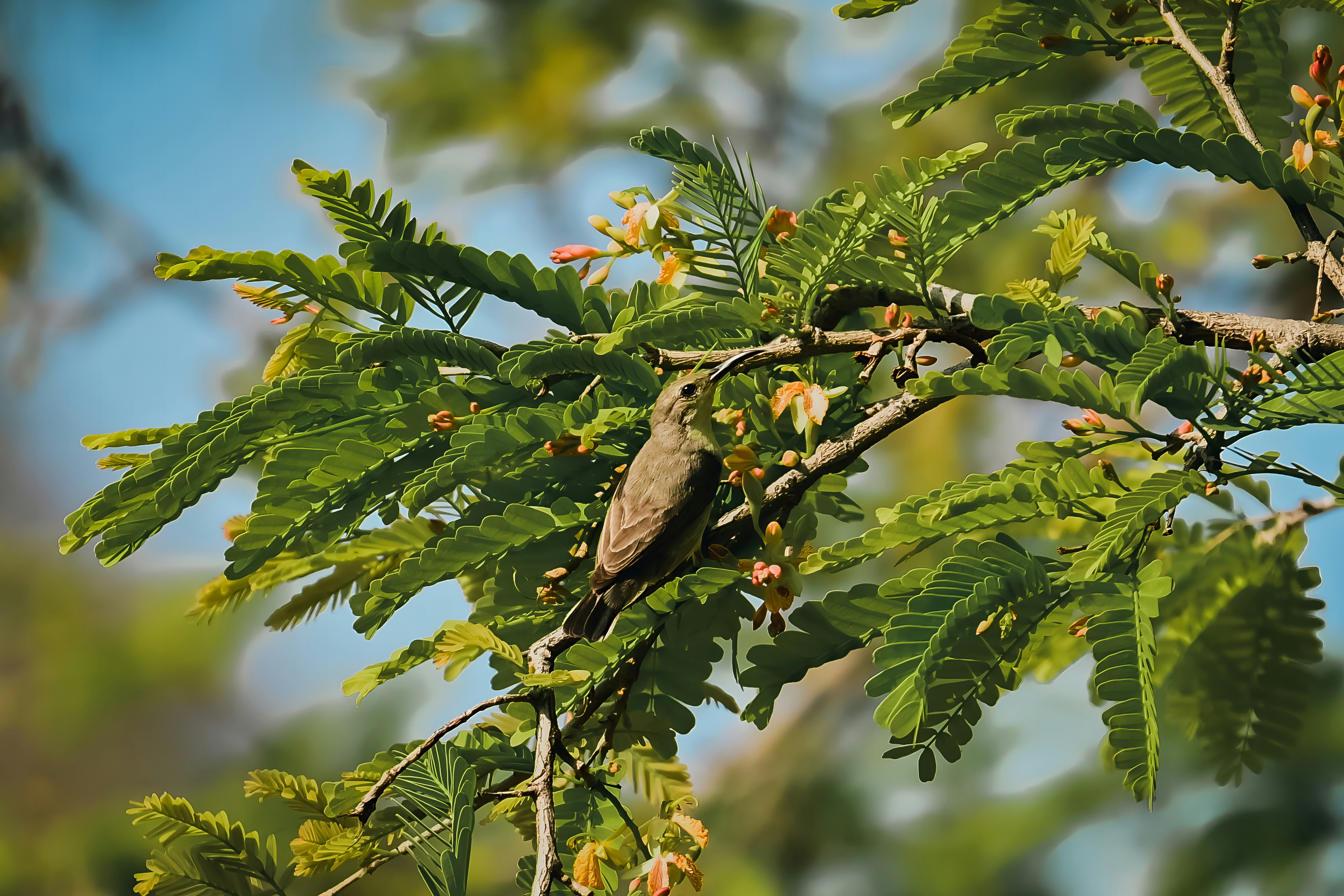 Brown Warbler on a Tamarind Perch in Sunlit Foliage