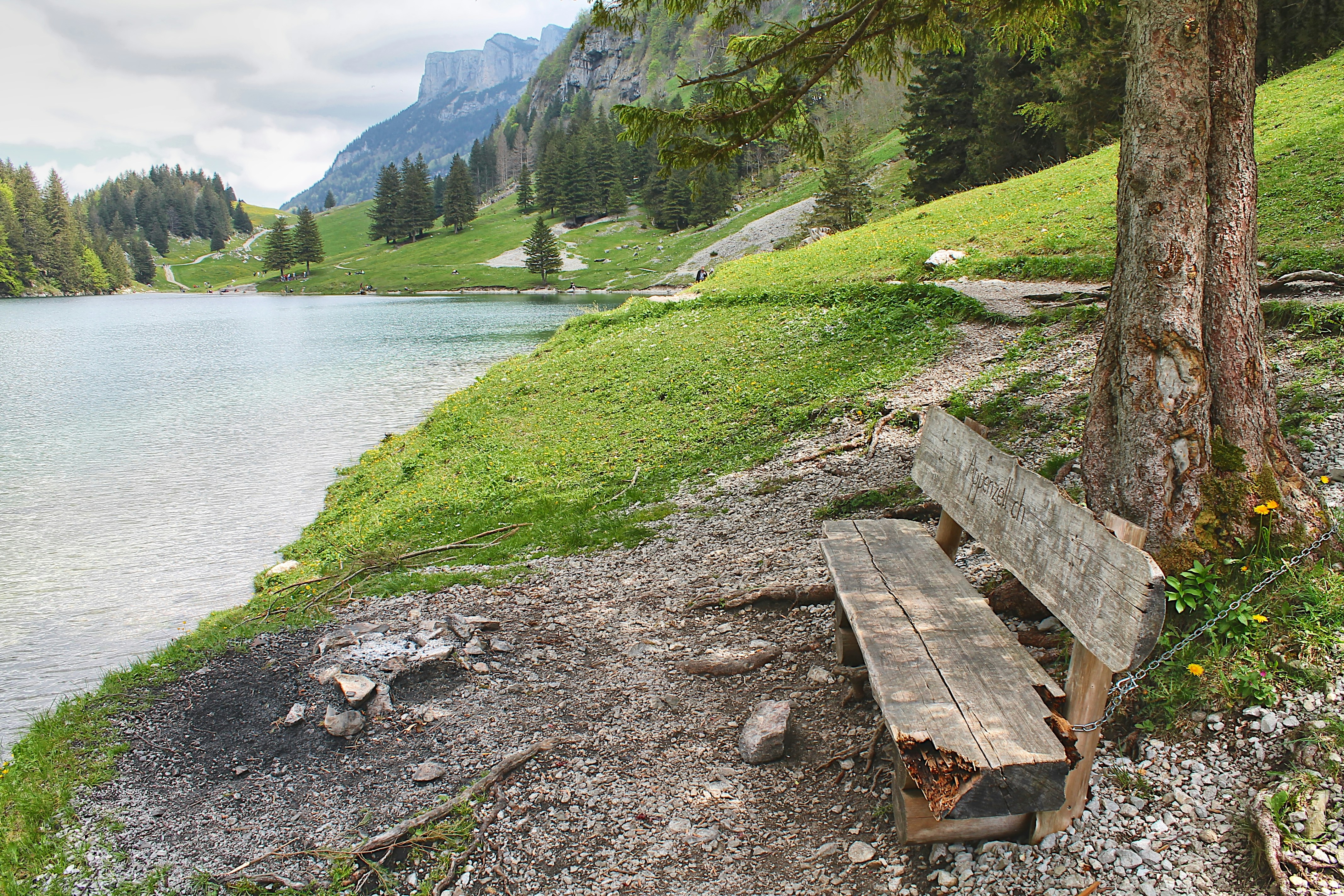 Lakeside Rest: A Weathered Bench Beneath Pines Overlooking Alpine Waters