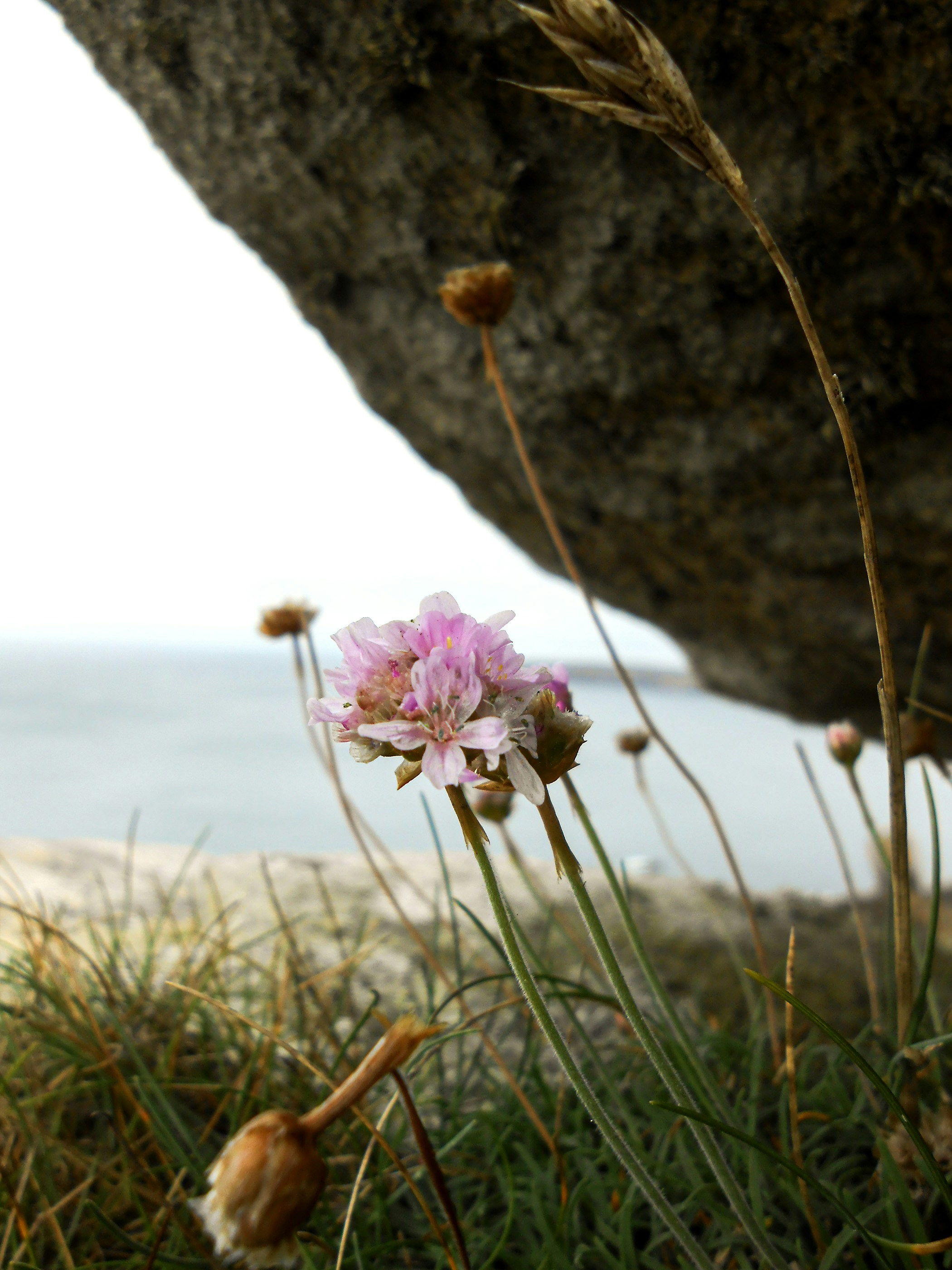 Pink Blossom at the Cliff's Edge by the Sea