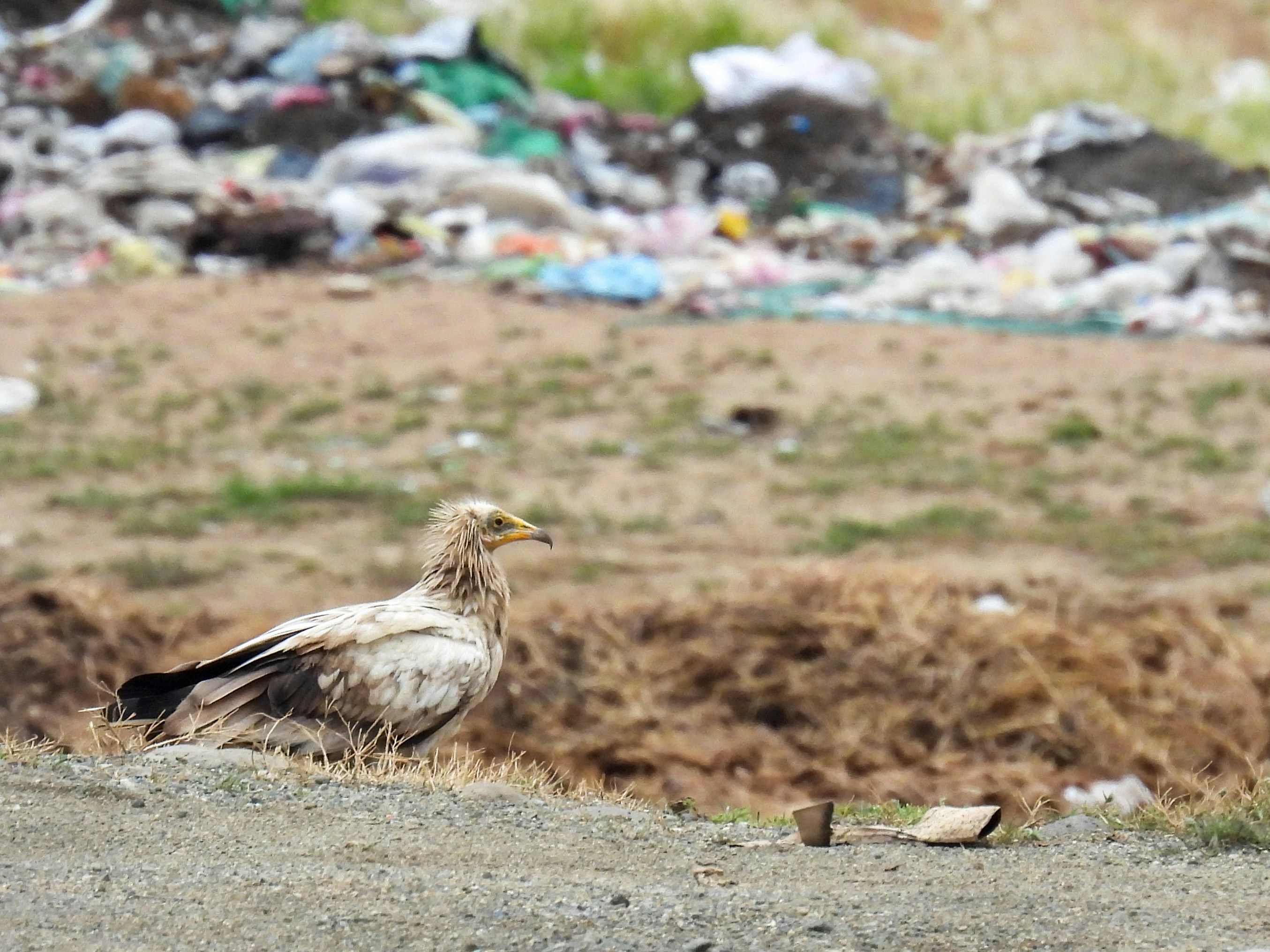 A solitary bird stands on the edge of a barren landscape, contrasting sharply with the littered background. The scene highlights the struggle for survival in a polluted environment.