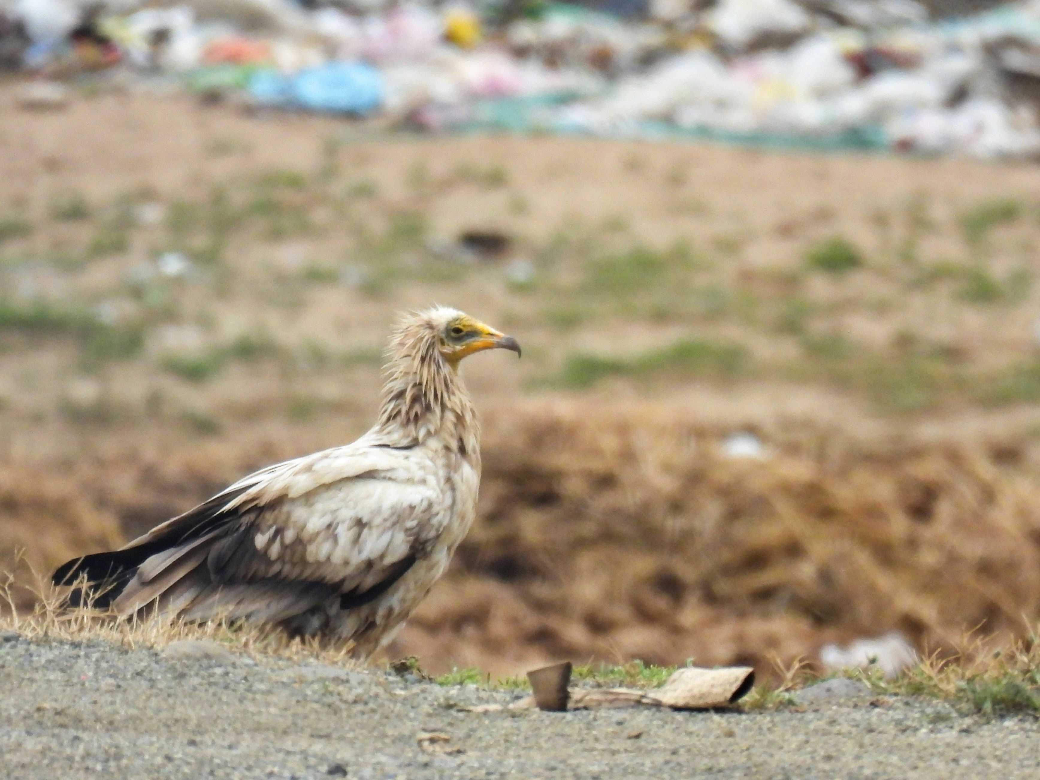 A solitary eagle stands near a waste site, showcasing resilience in a challenging environment.