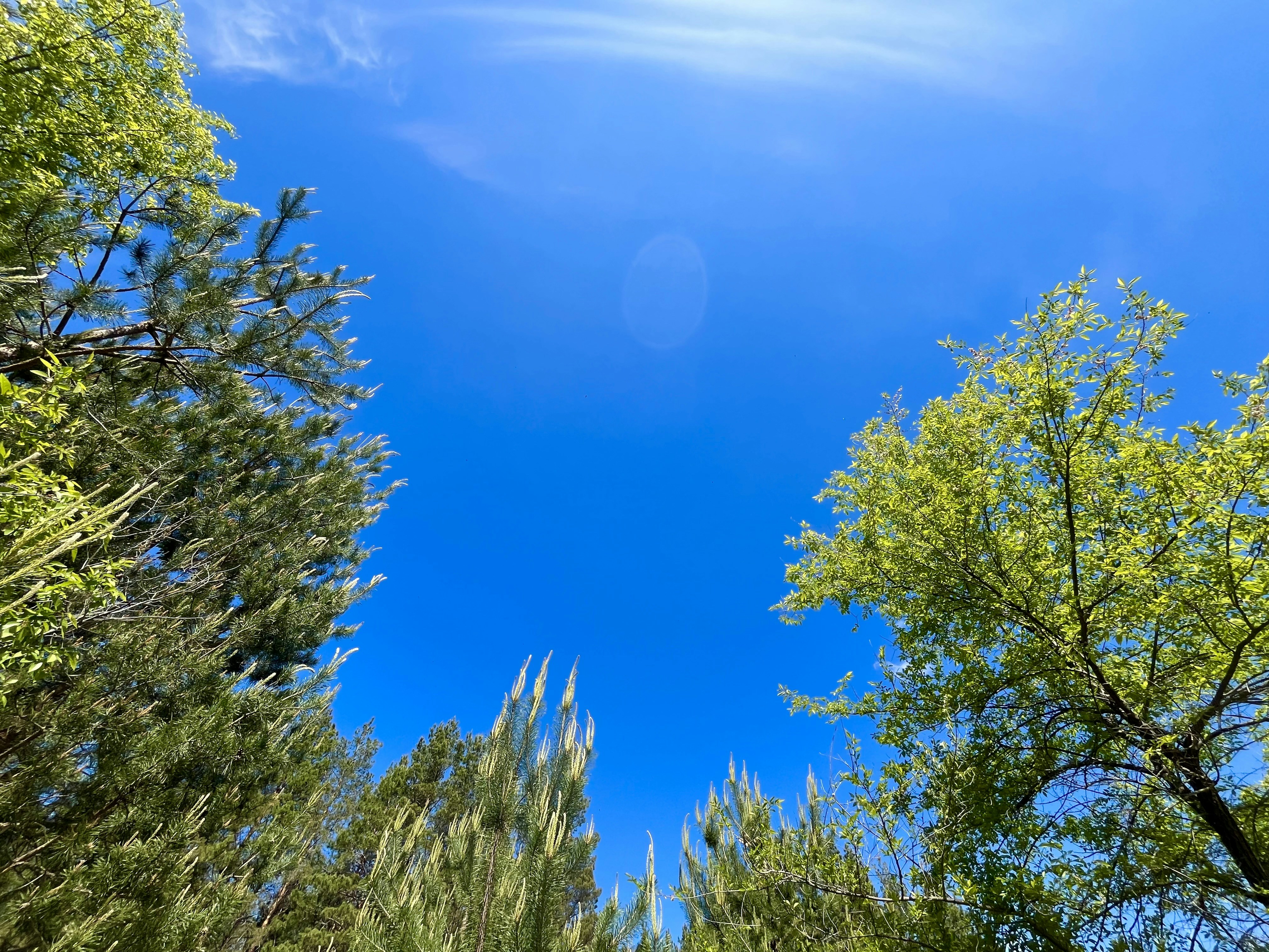 A clear blue sky is seen through the trees photo – Free Forest Image on ...