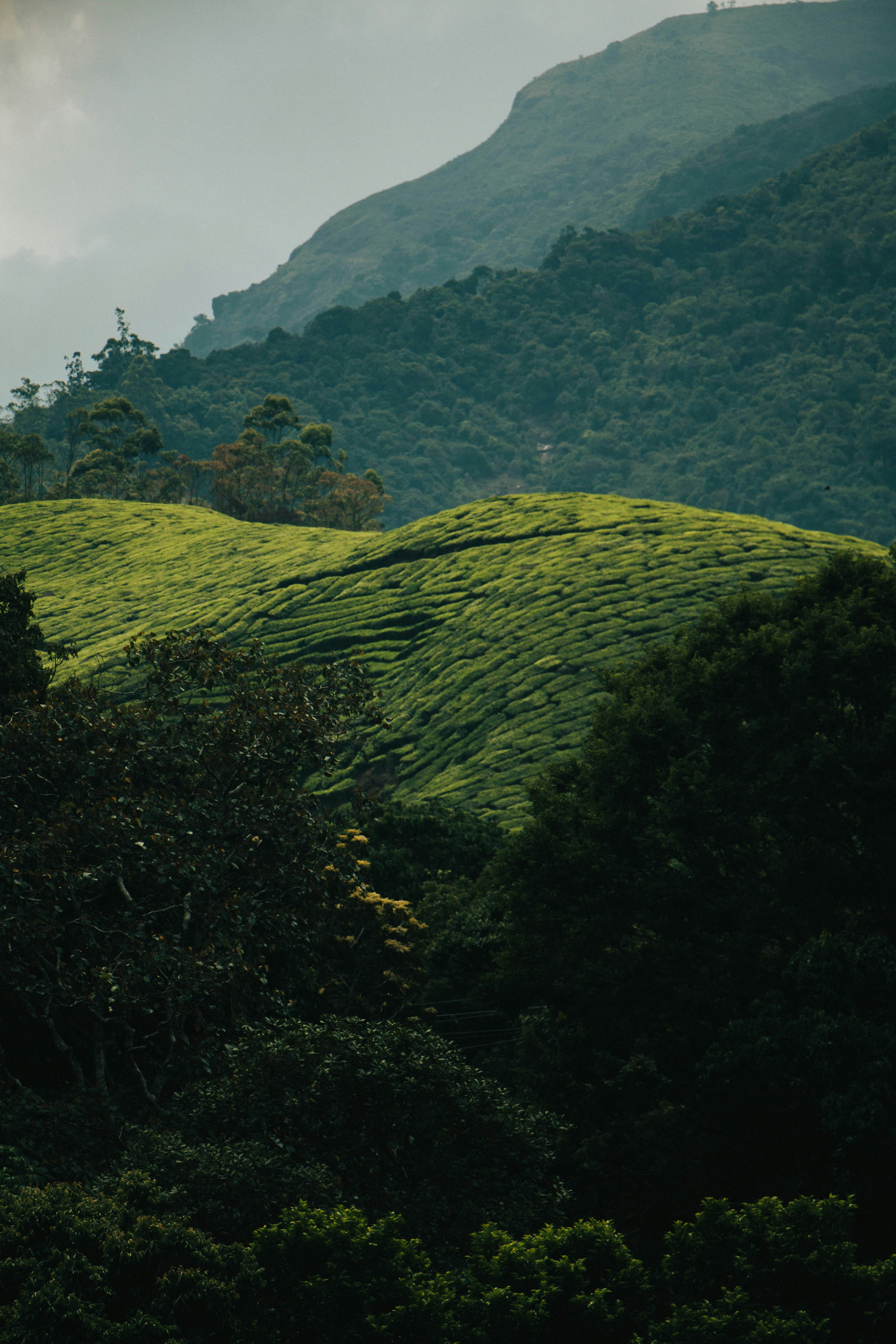 Emerald Ridges: Tea Terraces Carved Across a Quiet Mountain Crest