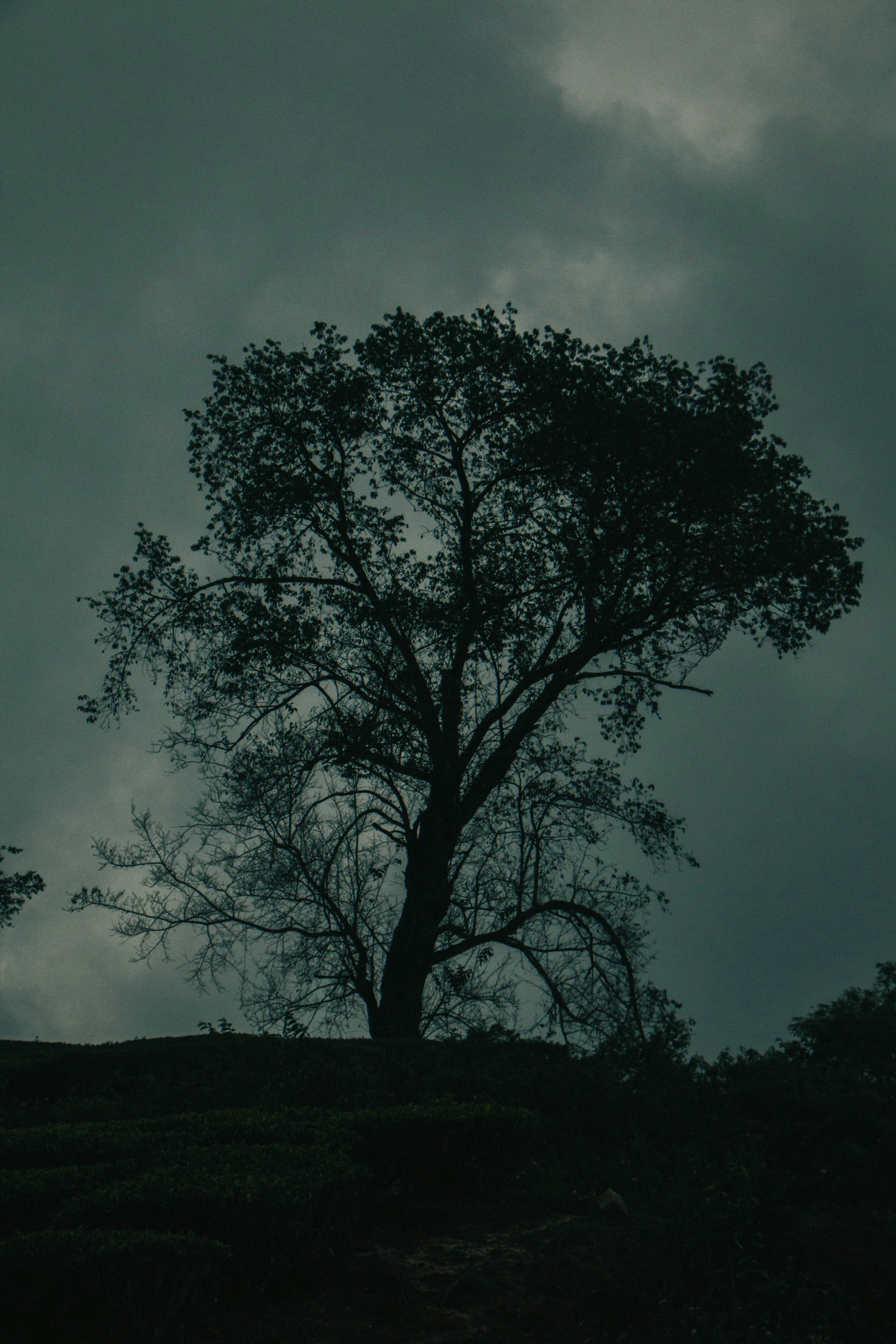 Lone Tree Silhouette Against a Brooding Dusk Sky