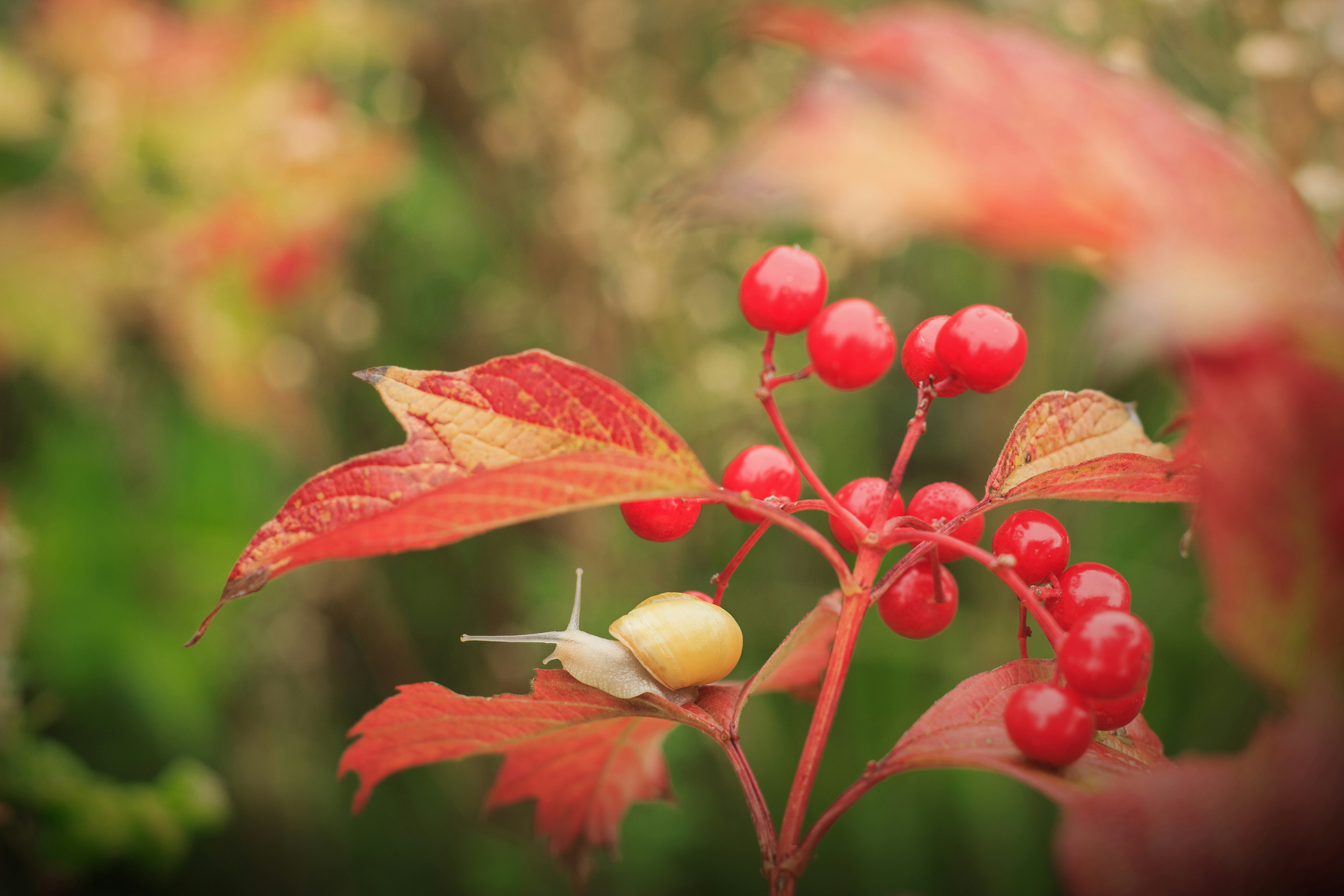 Crimson Berries on a Velvet Bokeh Stage