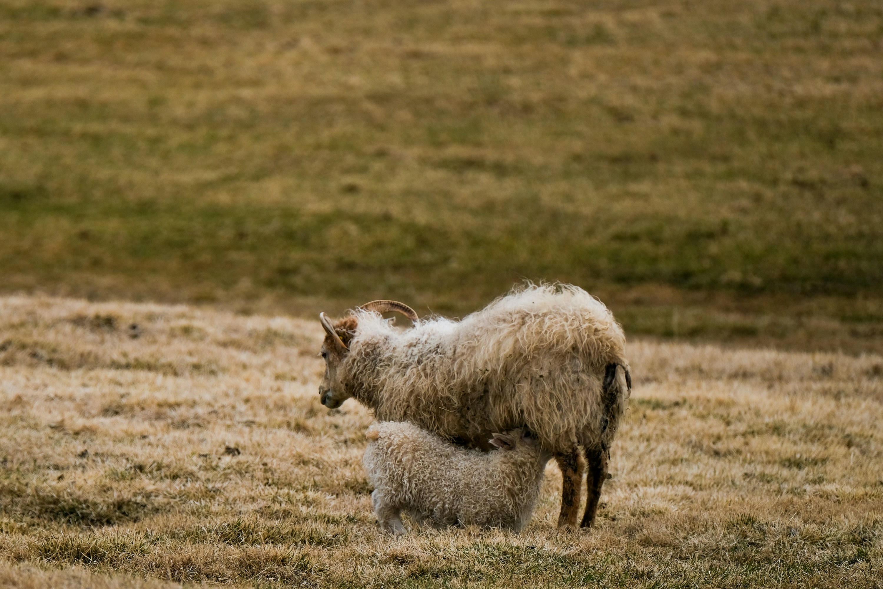 Un bébé mouton debout à côté d’un mouton adulte photo – Image gratuite ...