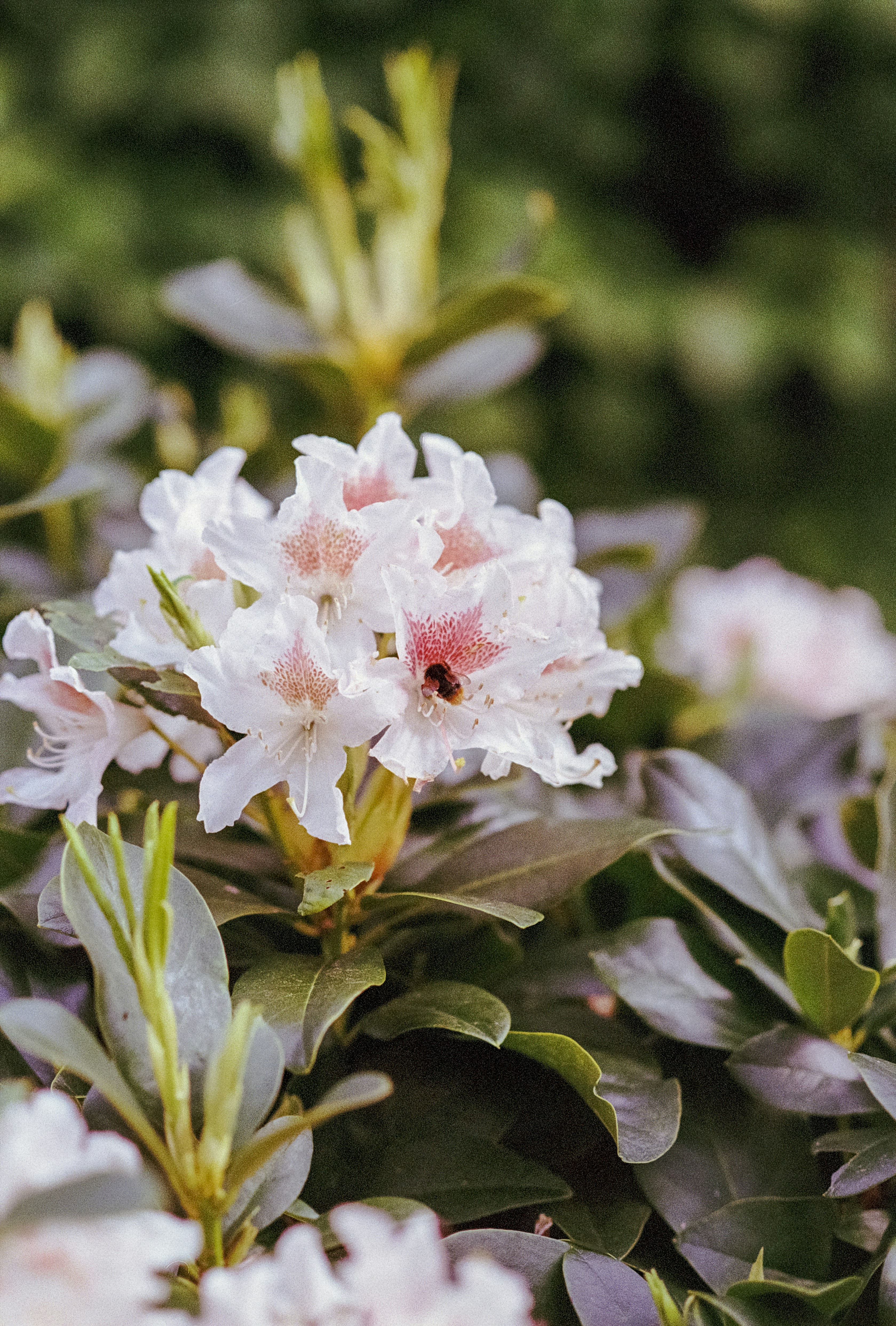 Soft-rose azalea cluster in sunlit garden