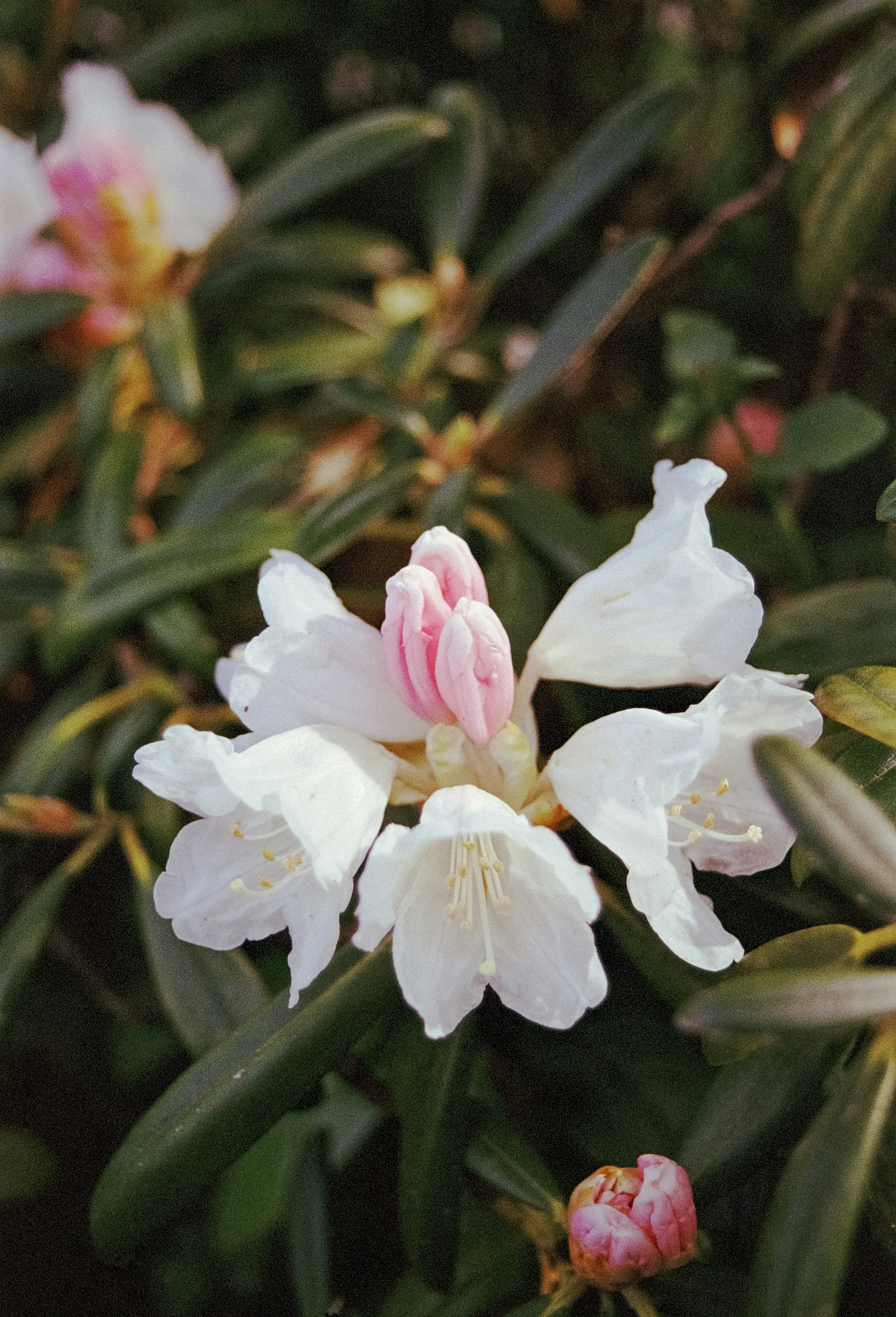 A close up of a white flower with pink stamen photo – Free Netherlands ...