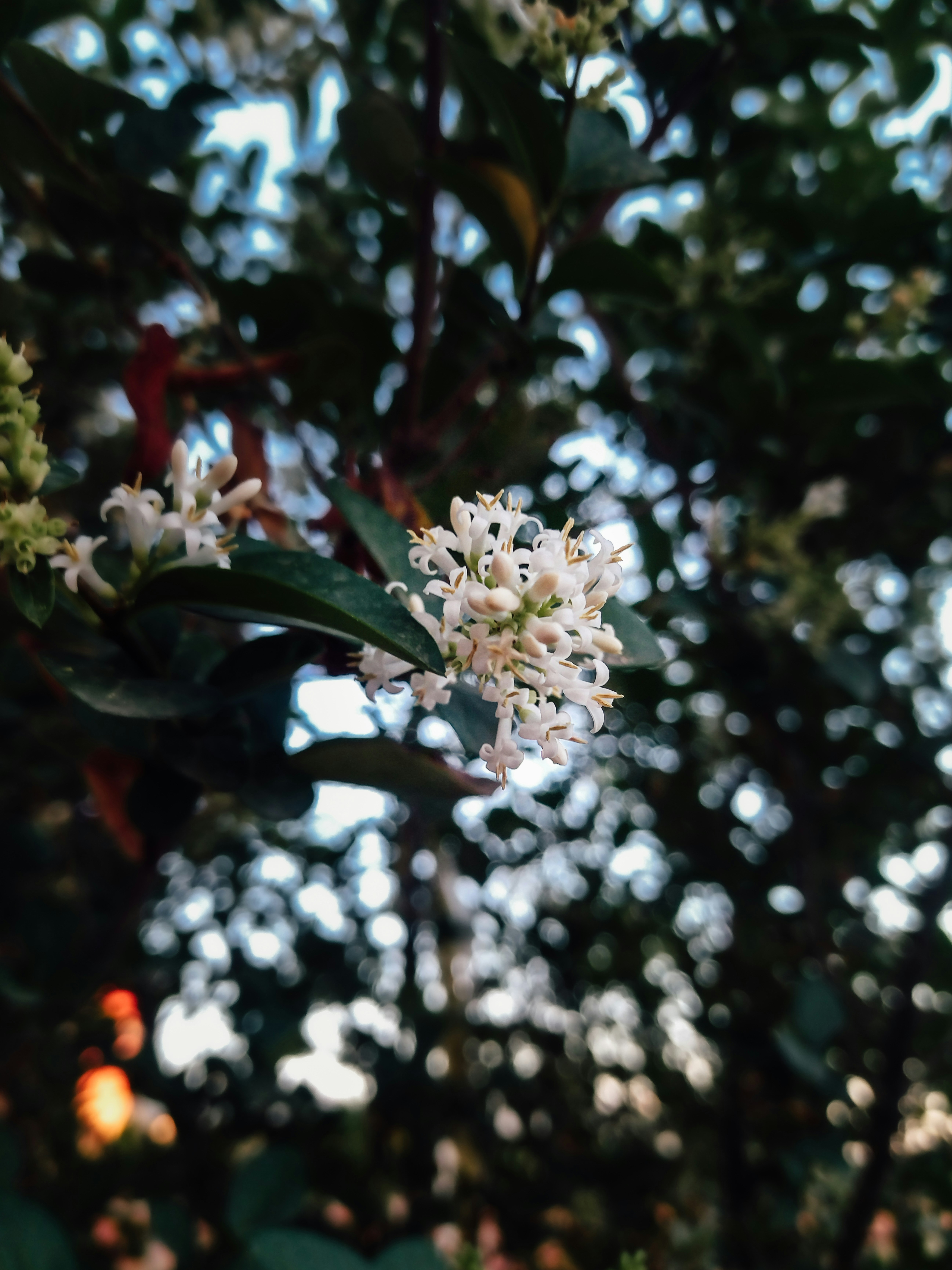 Close-up photograph of a cluster of white flowers with a blurred green backdrop.