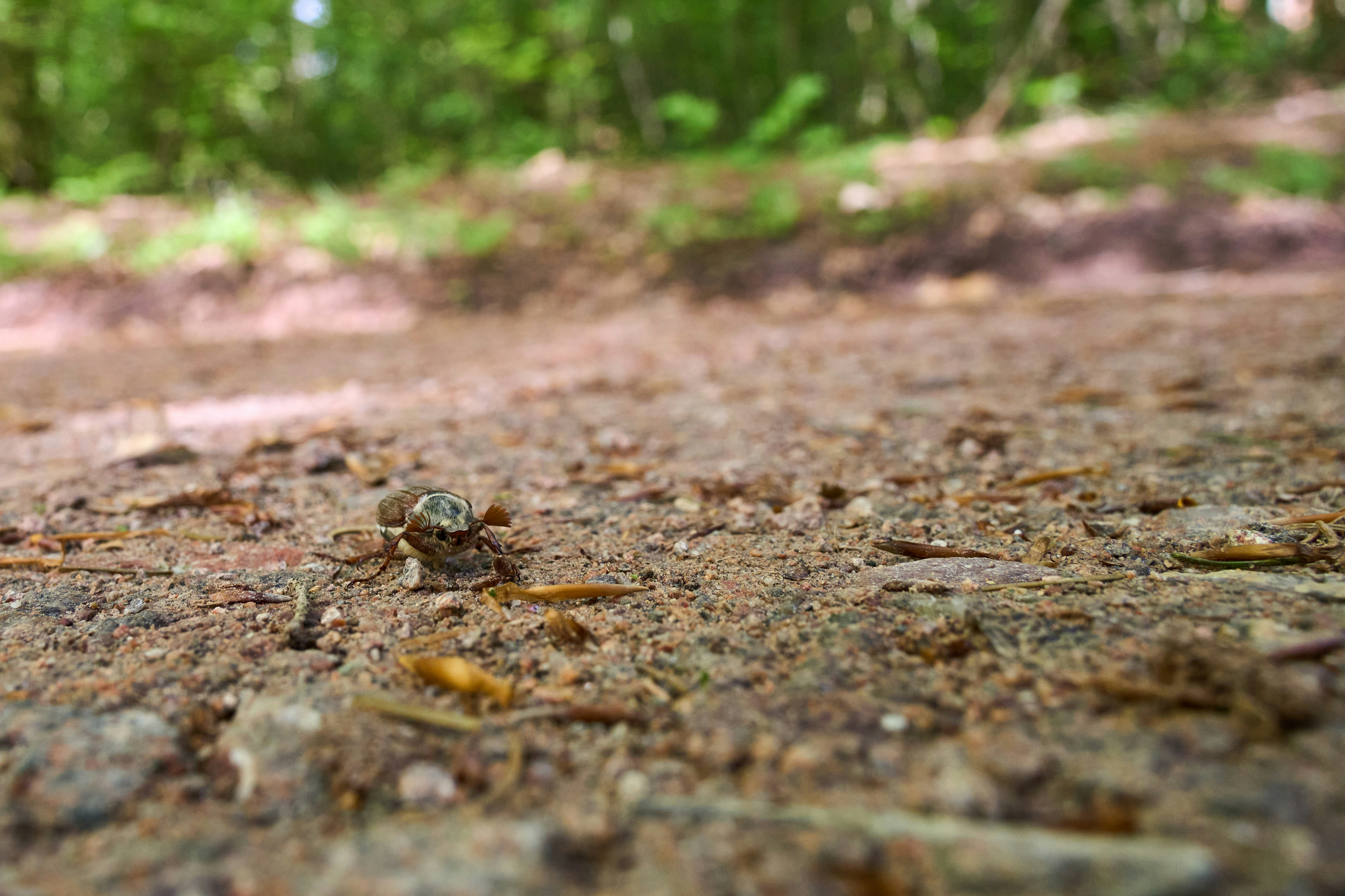 Trail-scale traveler: a lone snail on the damp forest floor