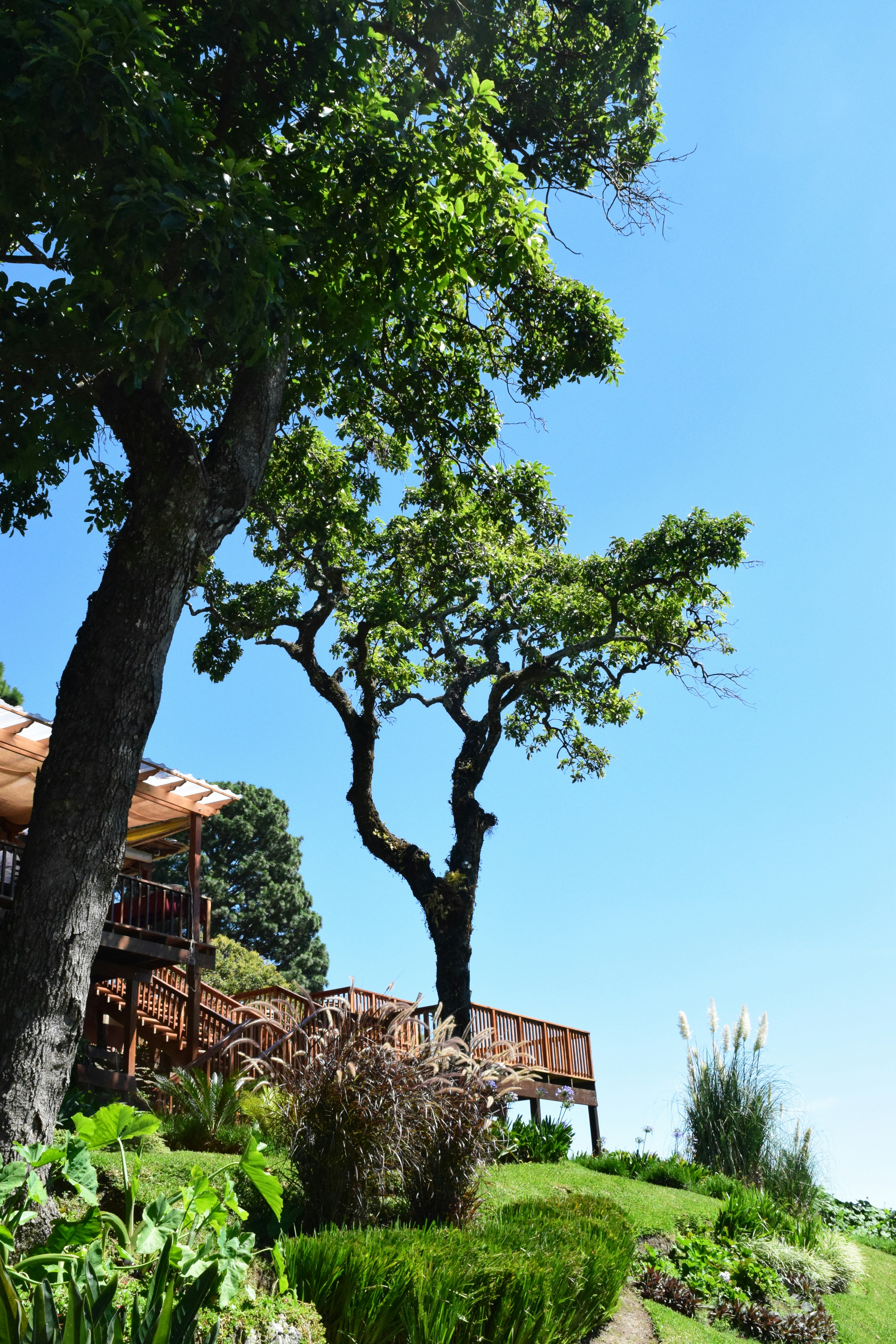 A large tree sitting on top of a lush green hillside photo – Free El ...