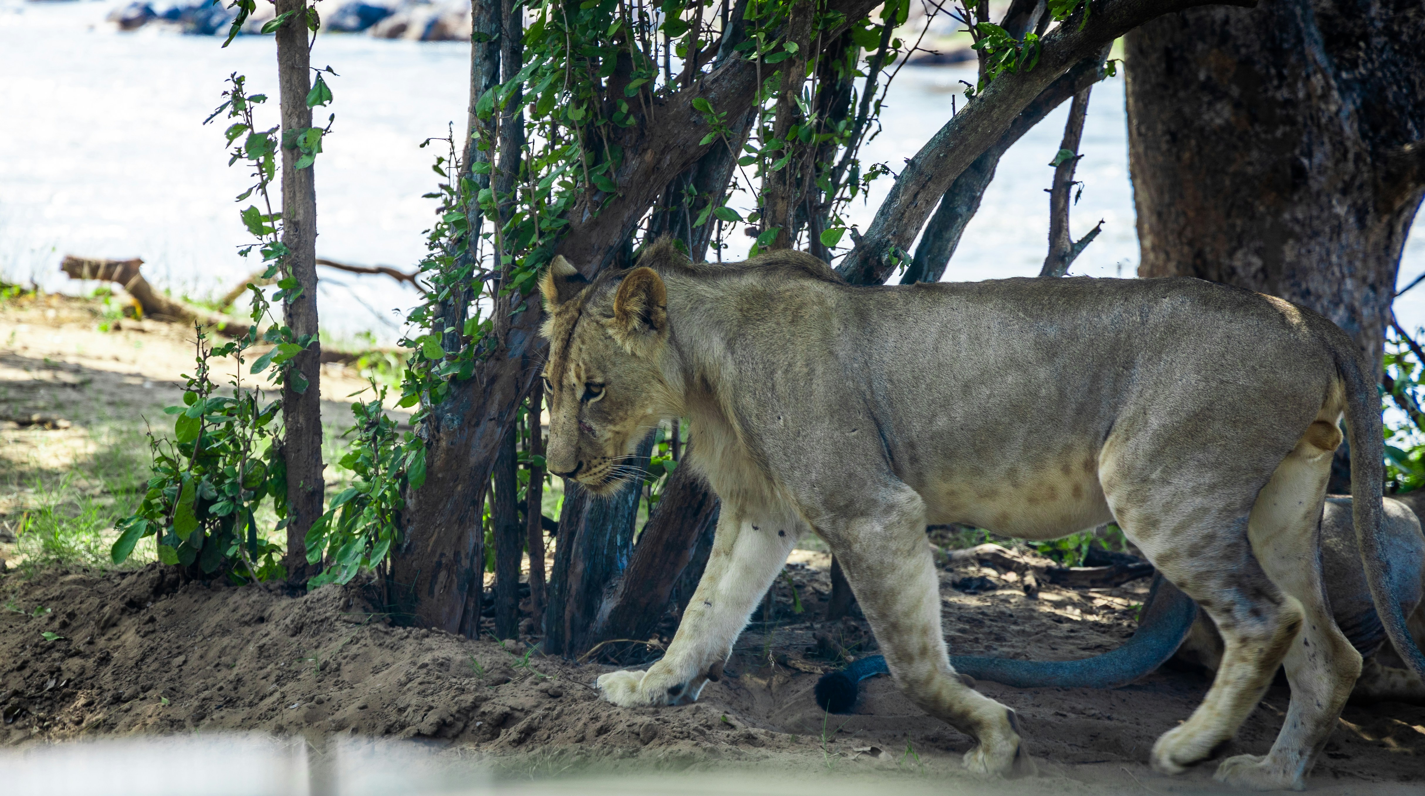 Lone coastal lioness strides along shade-dappled shore