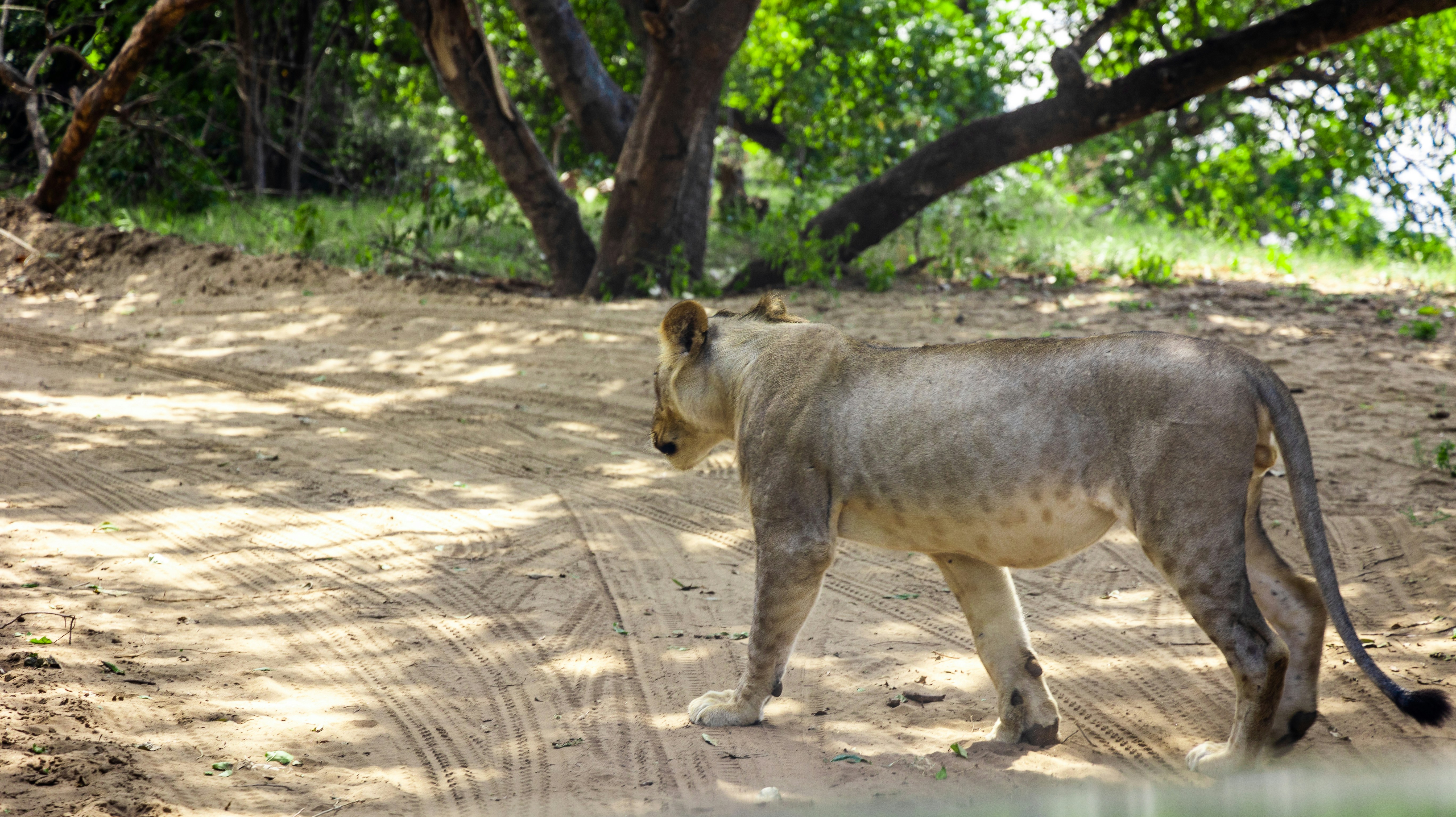 A lion walking across a dirt road next to a forest photo – Free ...