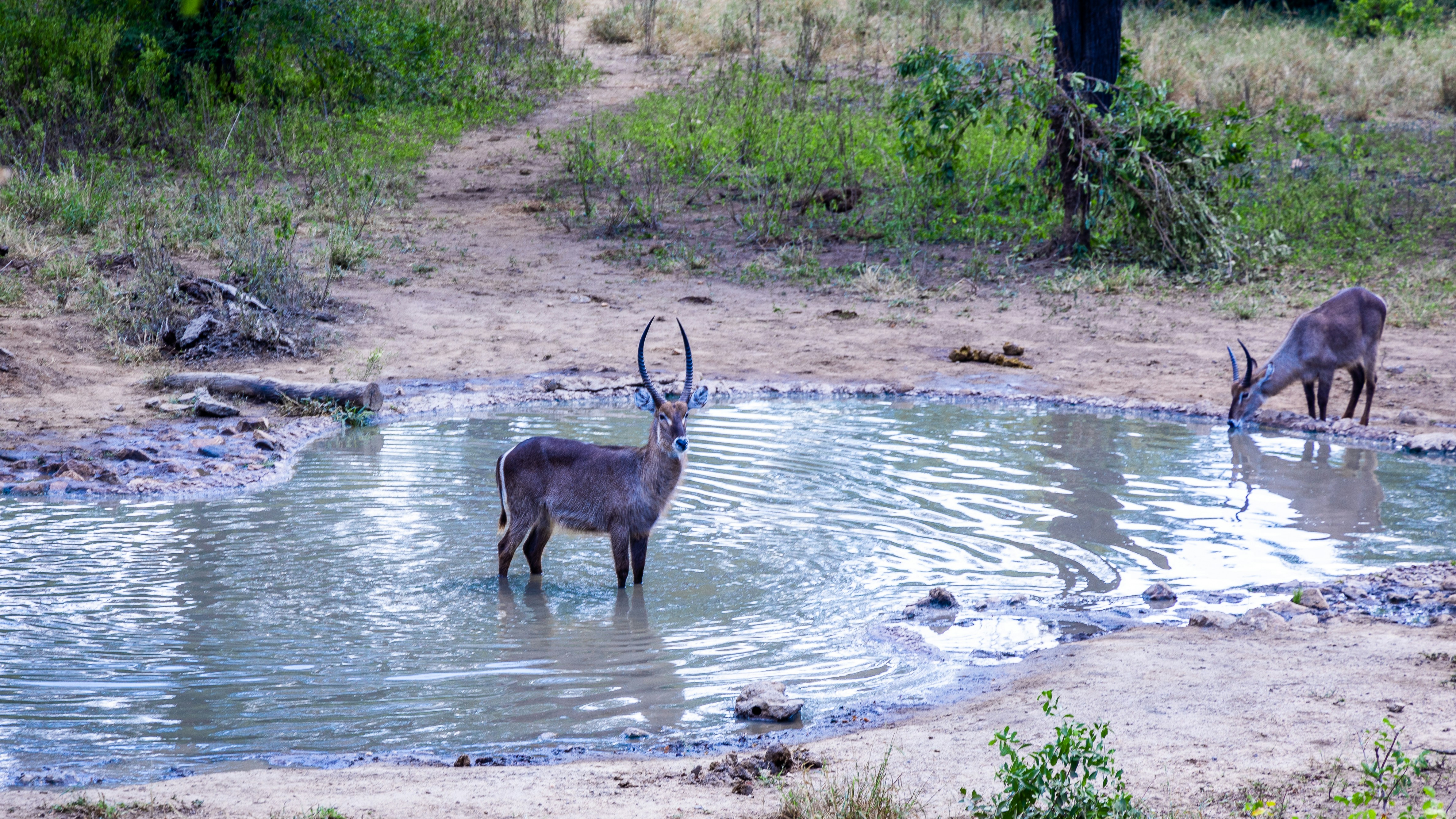 Waterhole Watch: Antlers Crown the Quiet Pool