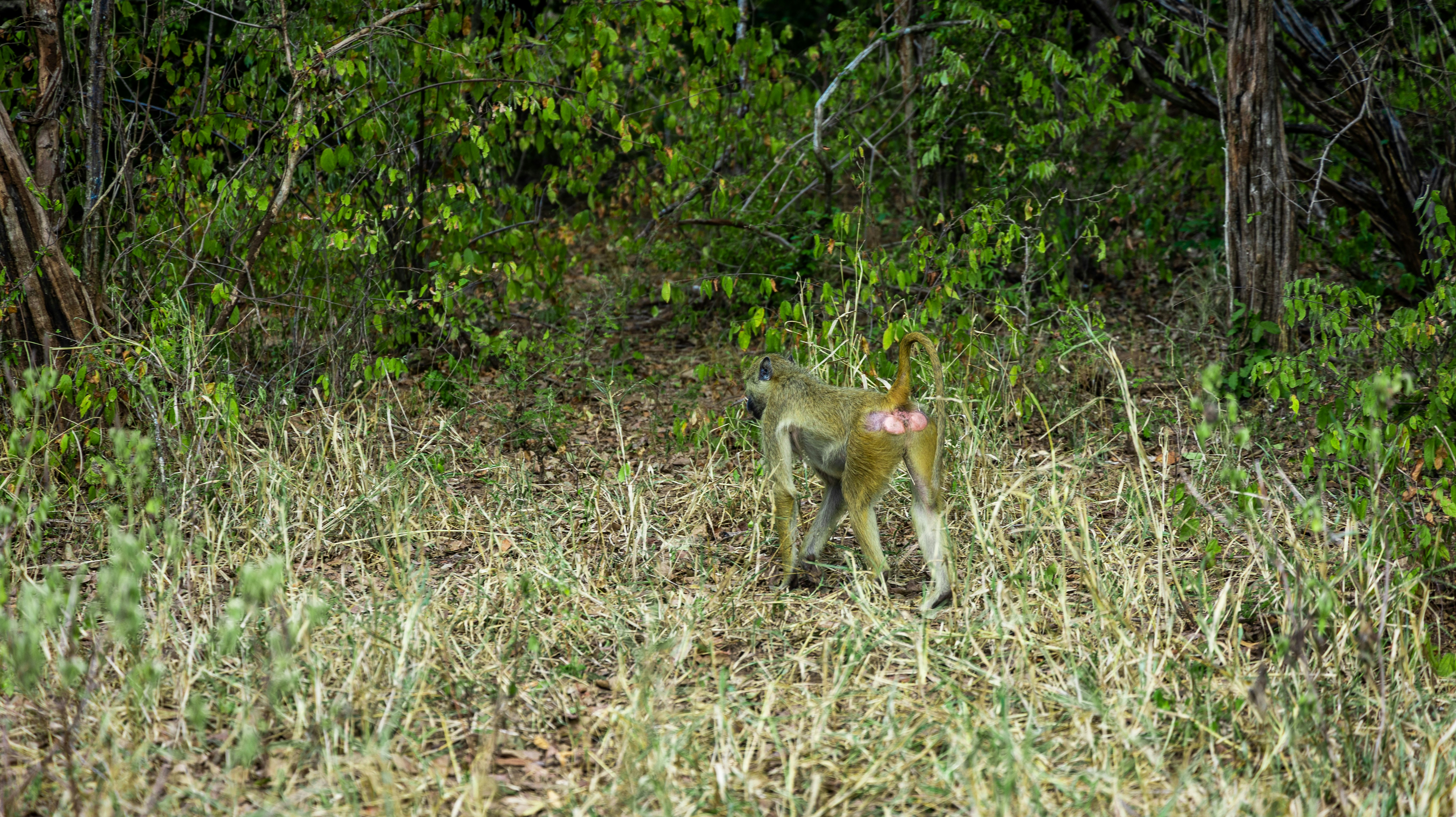 A small monkey standing in the middle of a field photo – Free Monkey ...