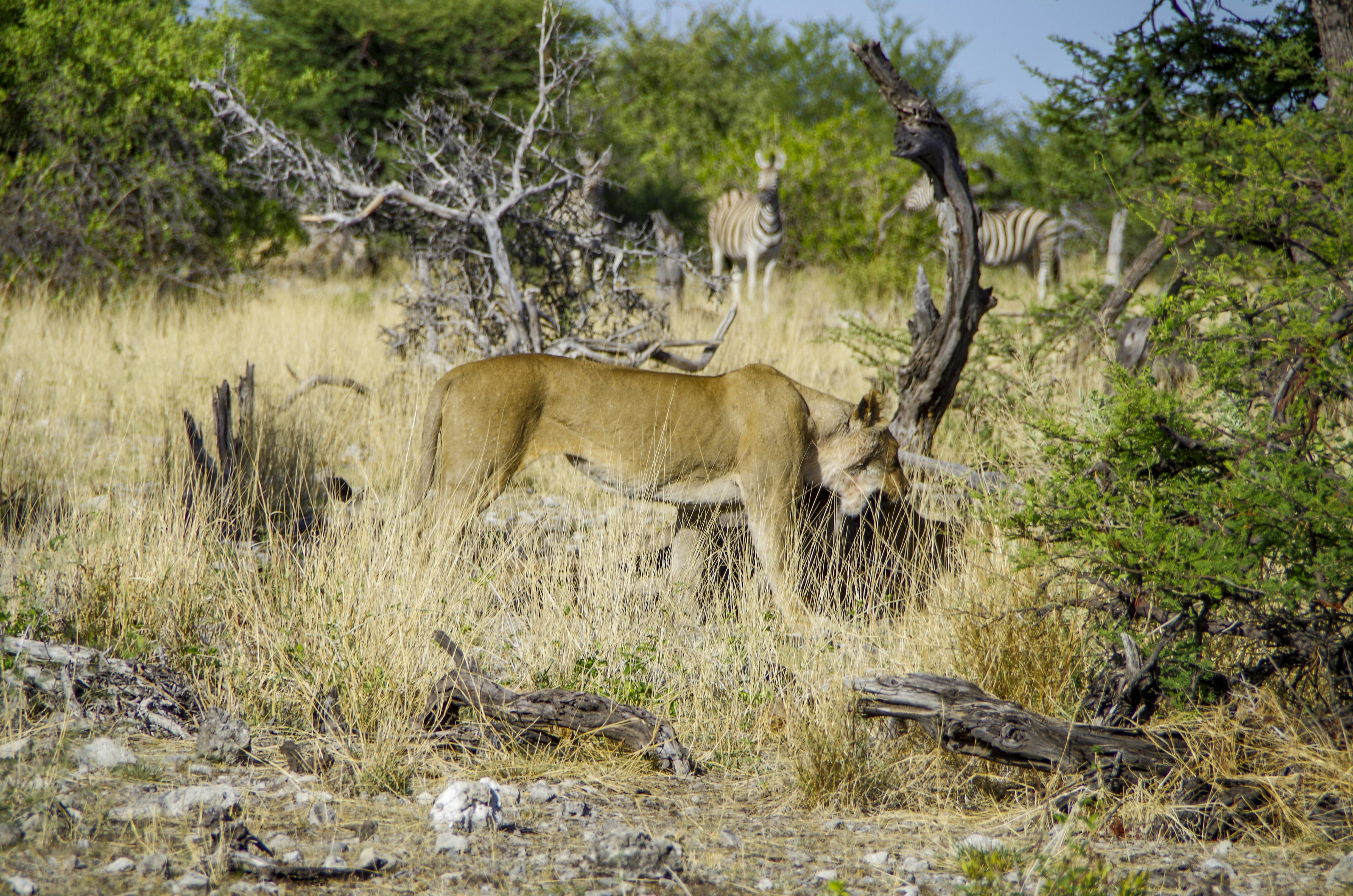 Grazing Legacy: A solitary antelope in the sunlit savanna with distant zebras.