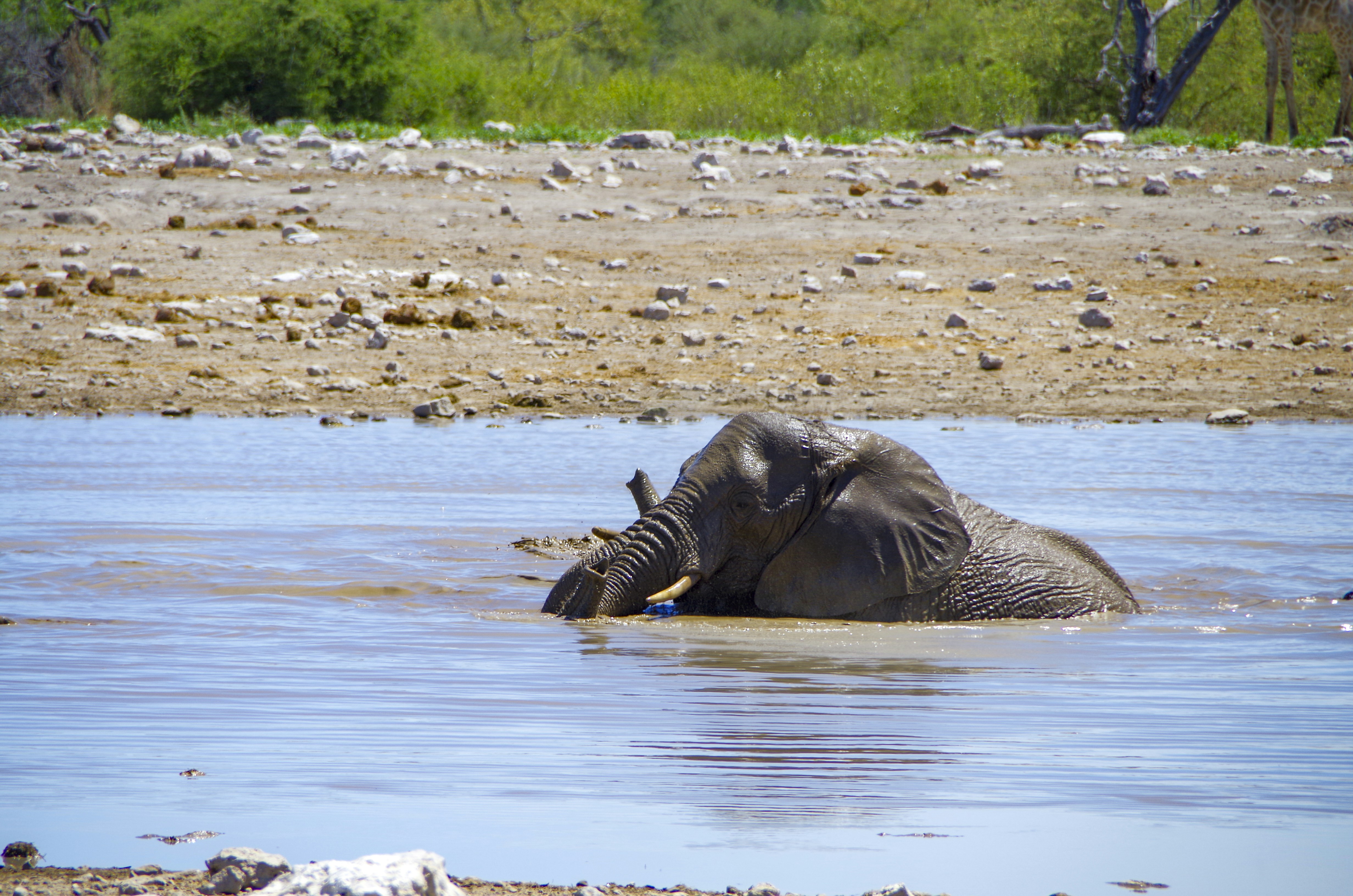 Waterhole Trunk: Elephant Cooling in a Sunlit River Pool