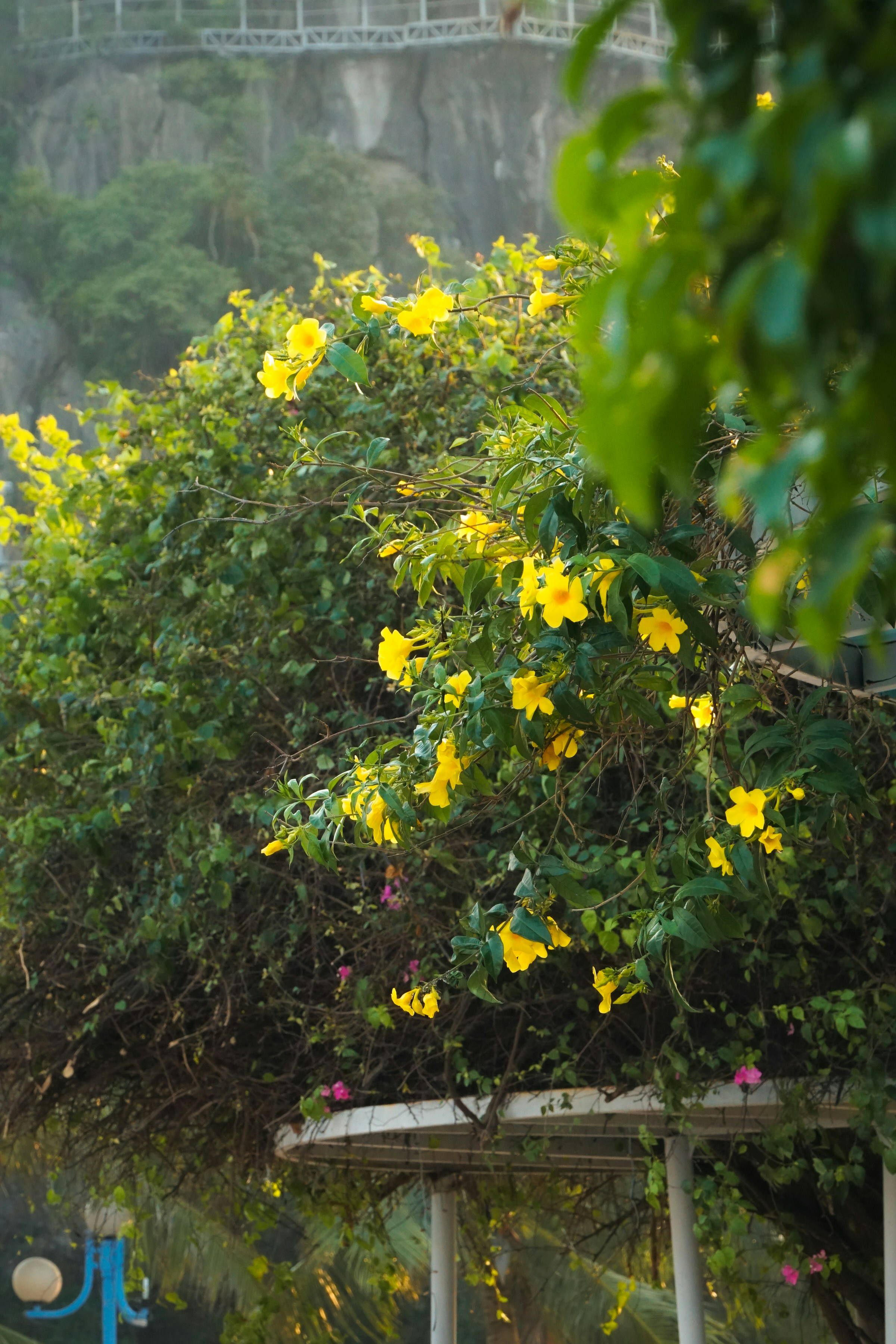 Golden Blossoms Amidst Lush Greenery