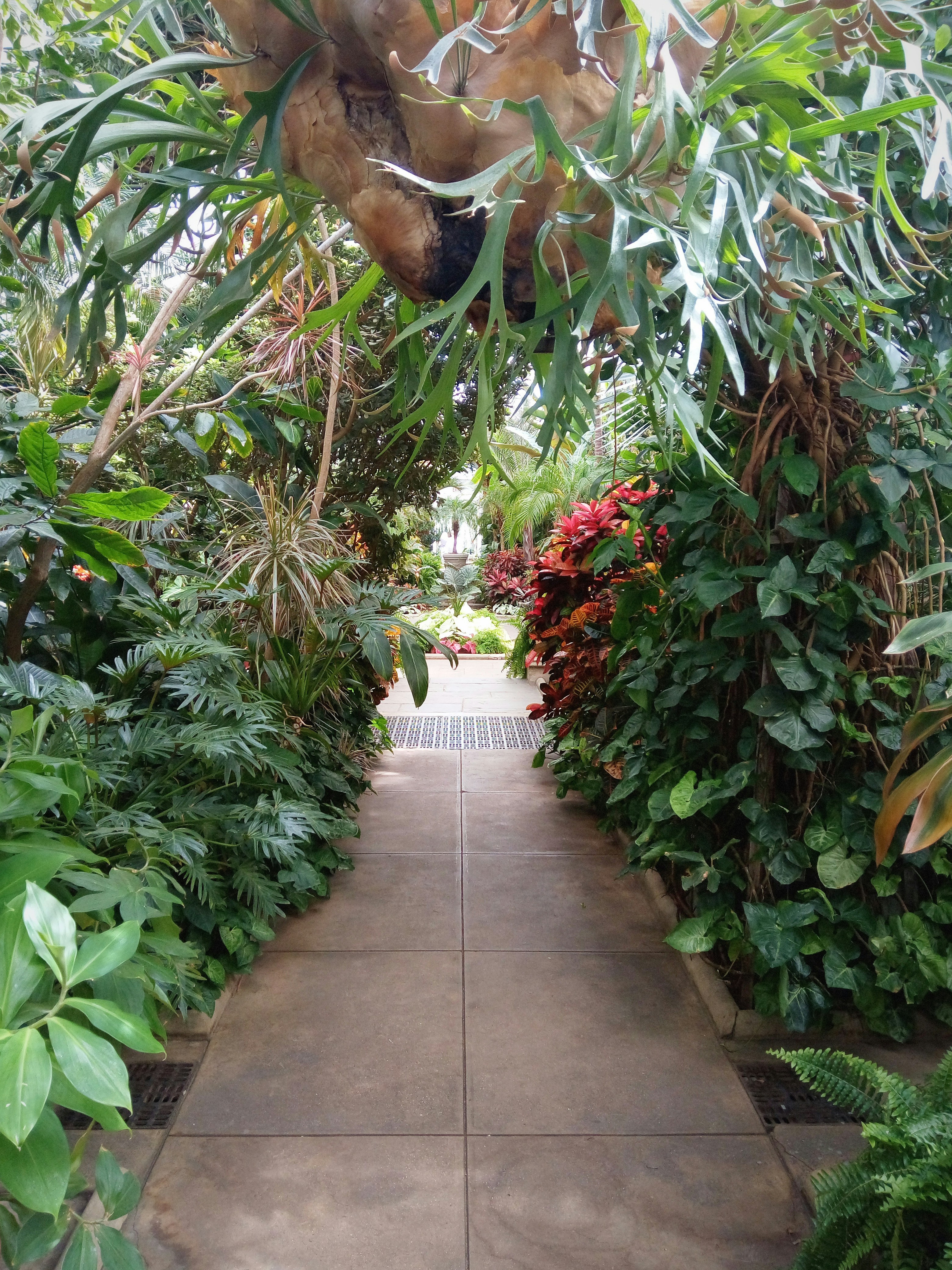 Green Corridor: A Sunlit Garden Path Under a Living Arch