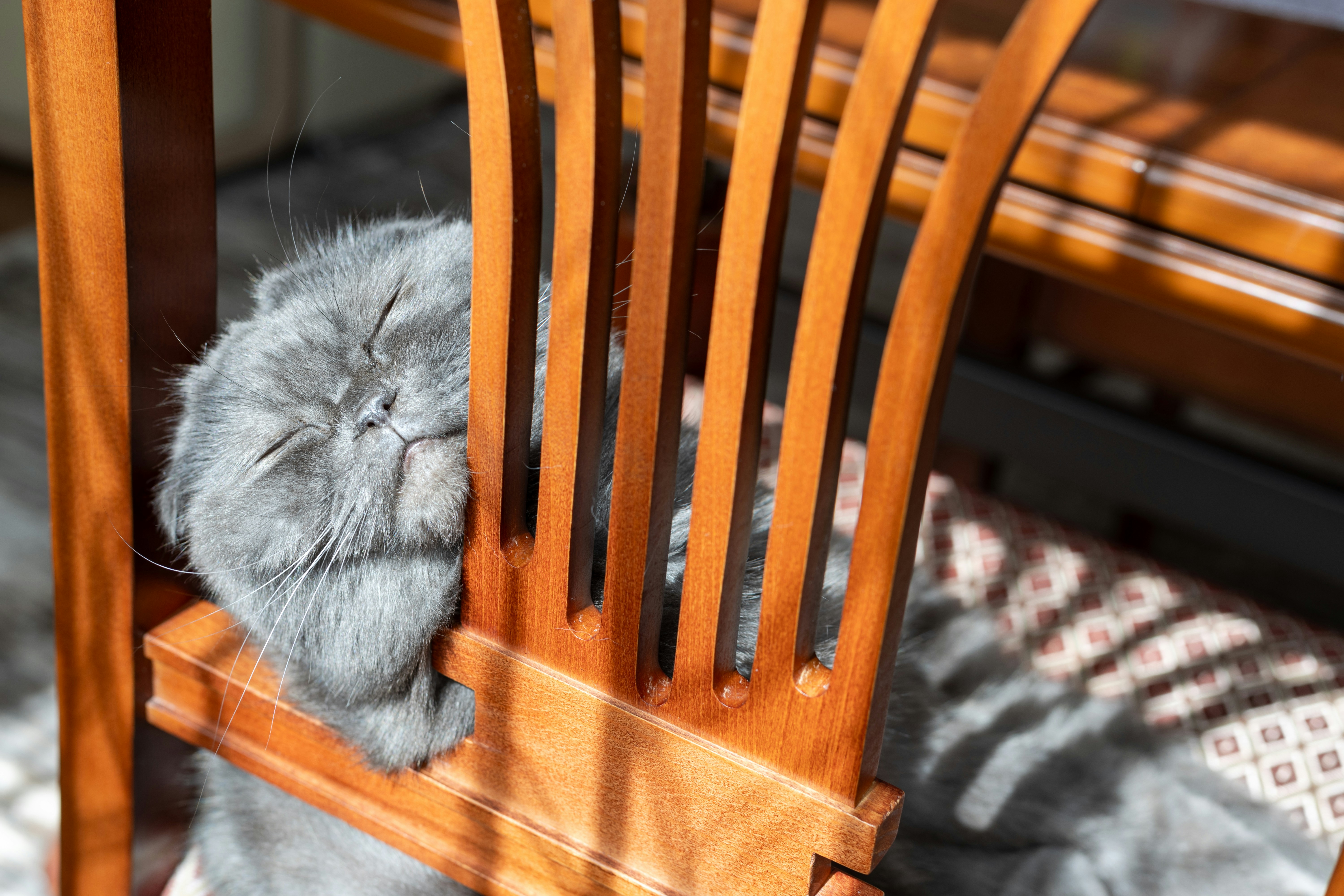Whiskered Quietude: A Gray Cat Between Sunlit Chair Slats