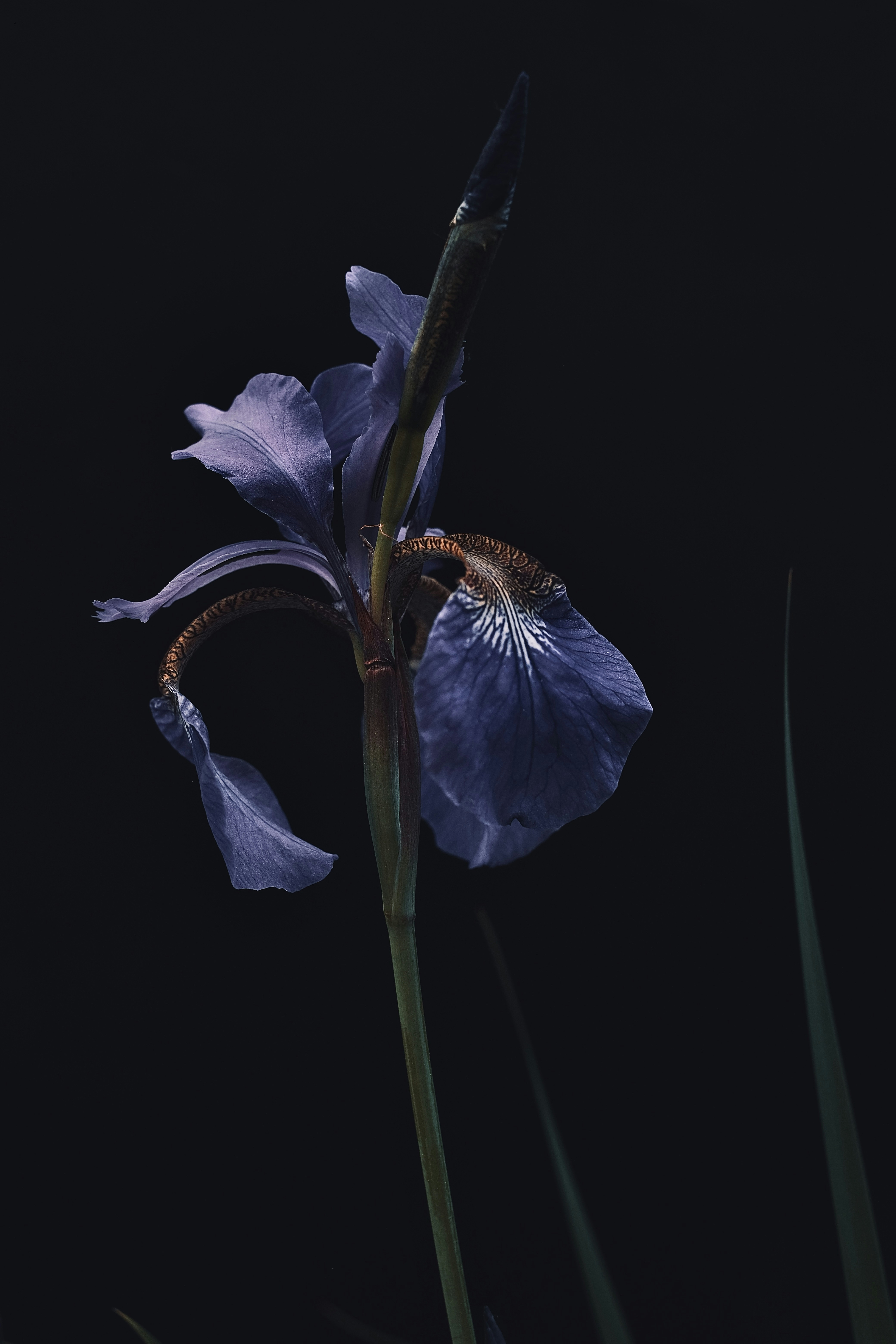 Close-up photograph of a blue iris against a deep black background, revealing delicate petal texture.