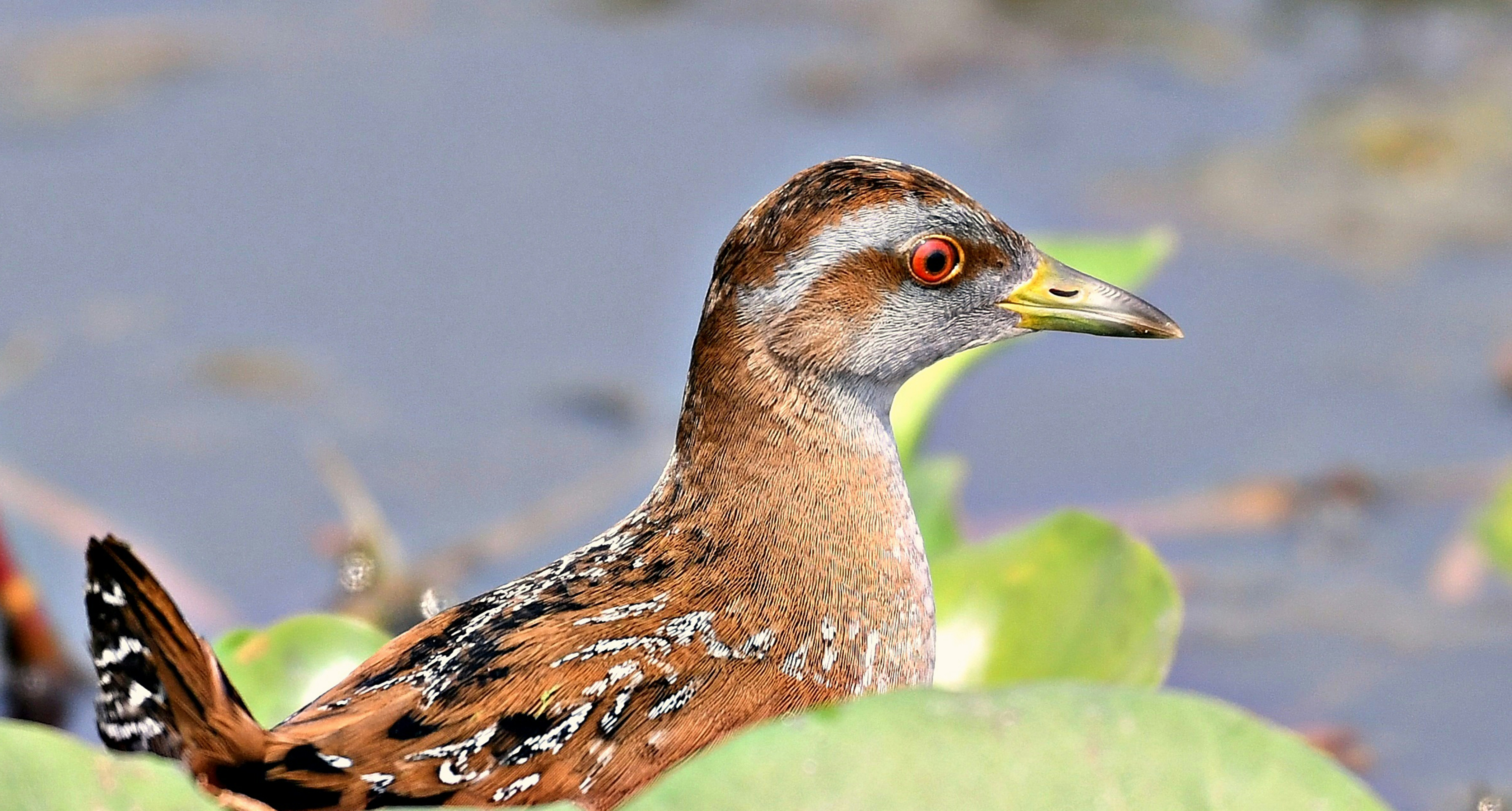 A close up of a bird on a leafy surface photo – Free Muhuri river Image ...