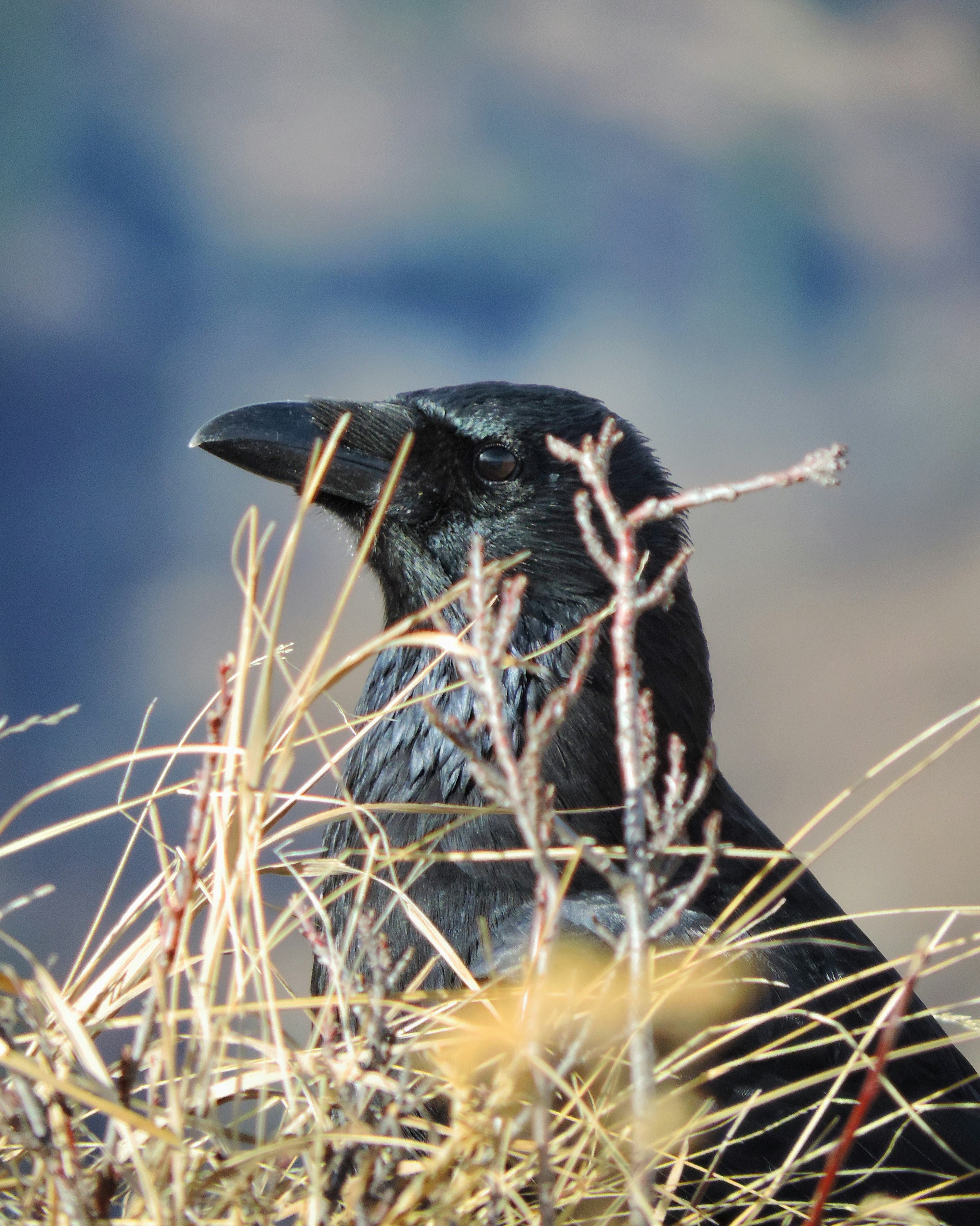 Crow in Quiet Focus: A Black Sentinel Among Withered Grass