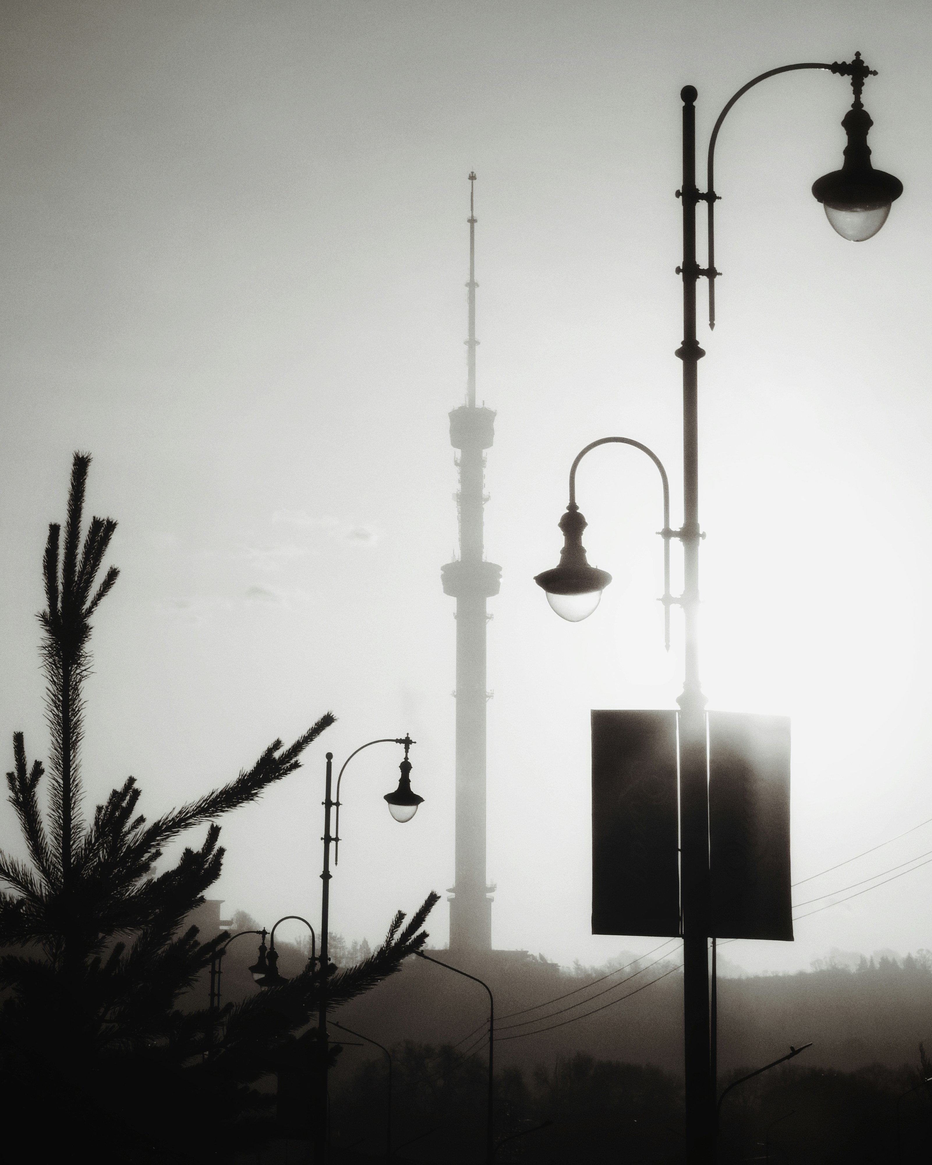 Monochrome photograph capturing a quiet street scene with ornate street lamps and a distant spire silhouetted against a bright sky; foreground pine branches anchor the composition.