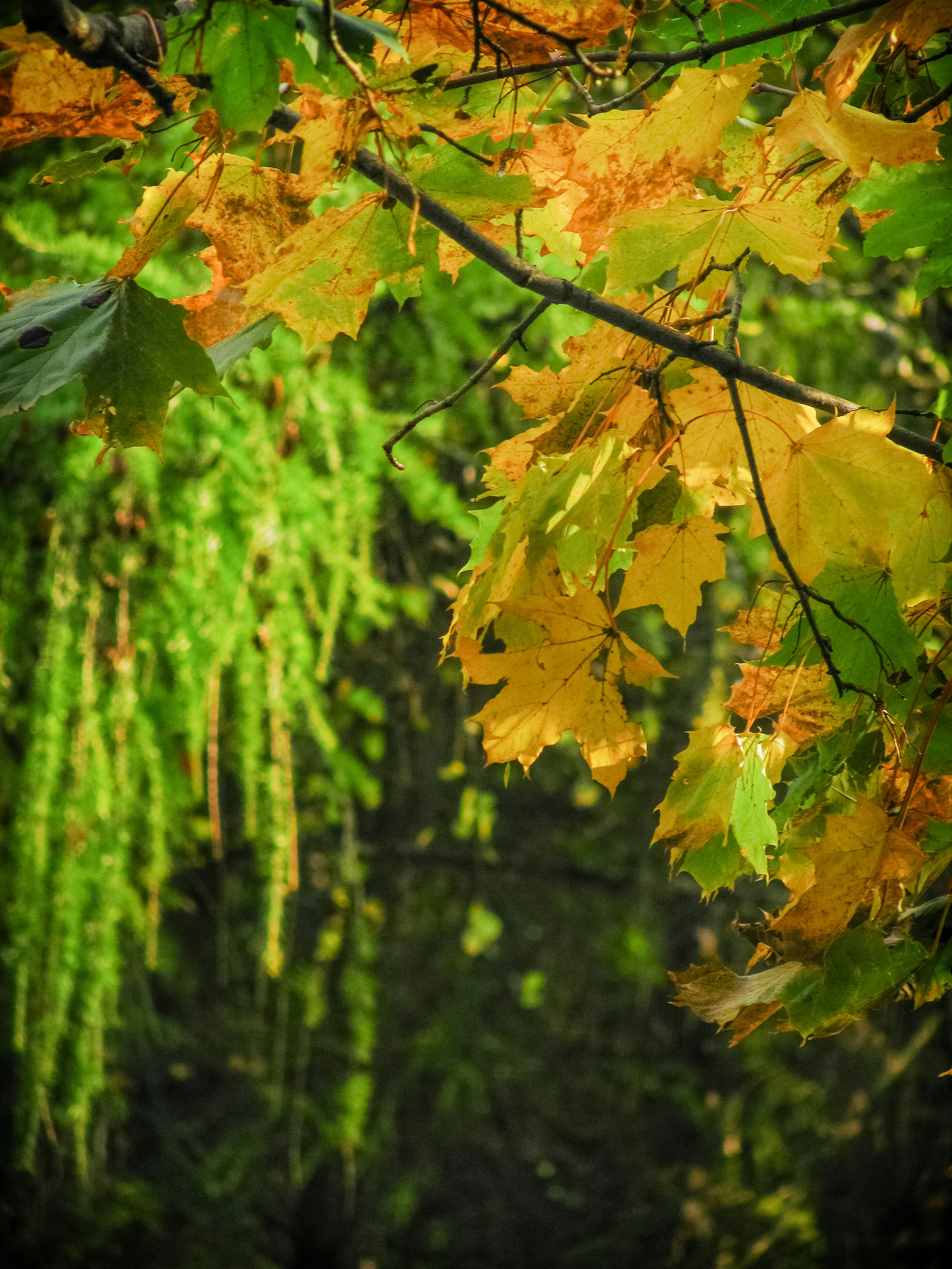 a tree with yellow leaves in a forest