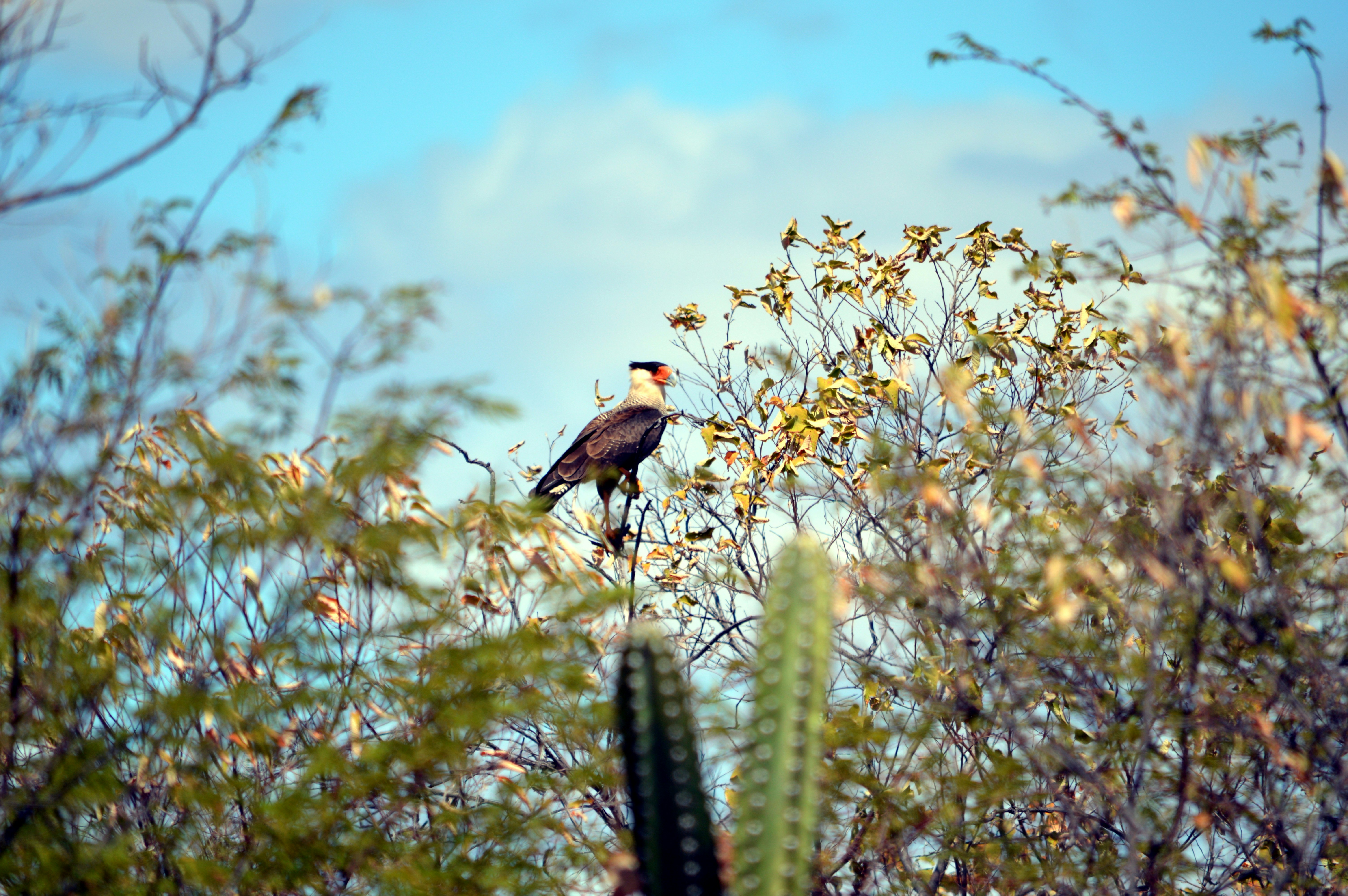 Scarlet-Capped Perch in Desert Scrub Beneath a Cobalt Sky