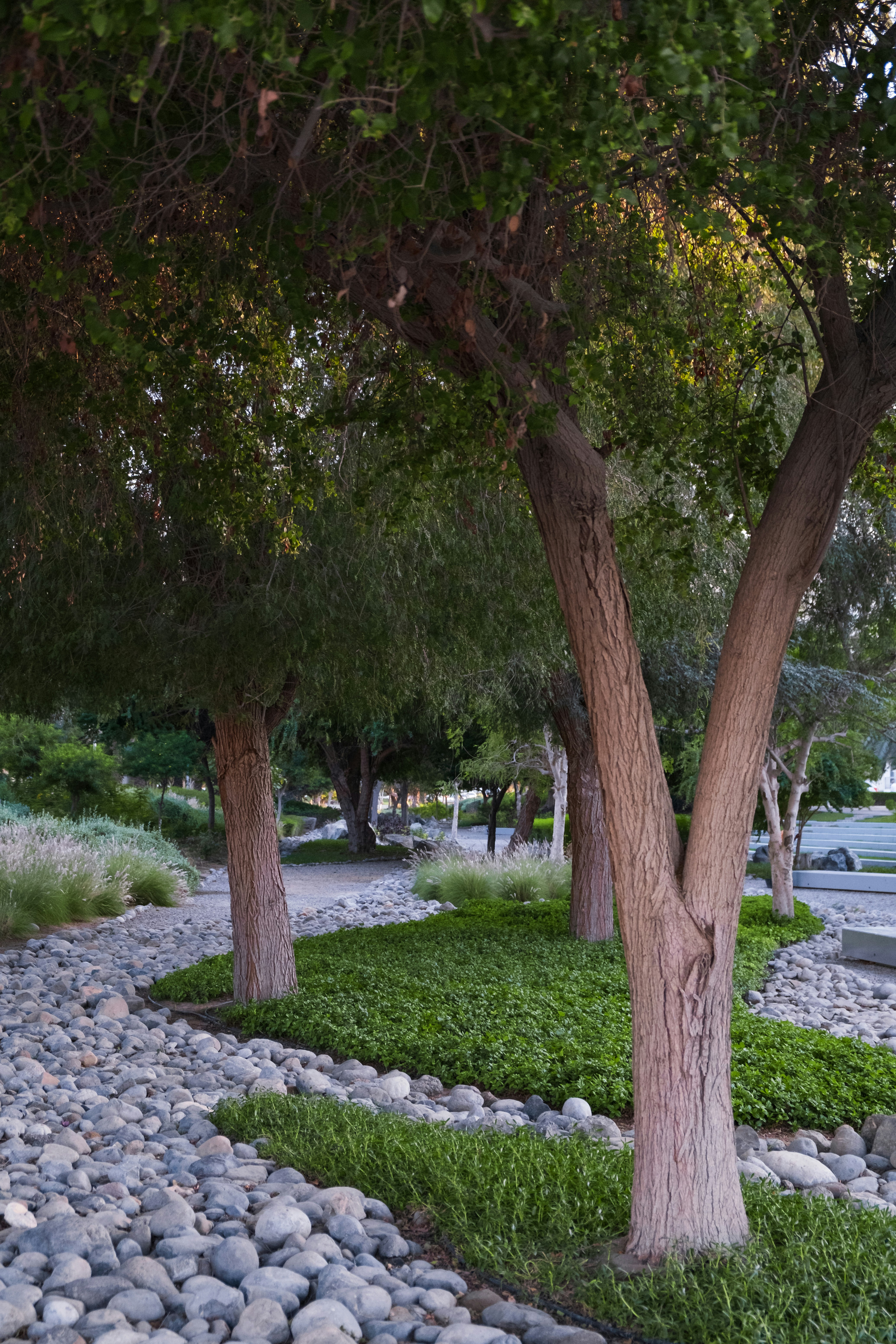 a couple of trees that are next to some rocks