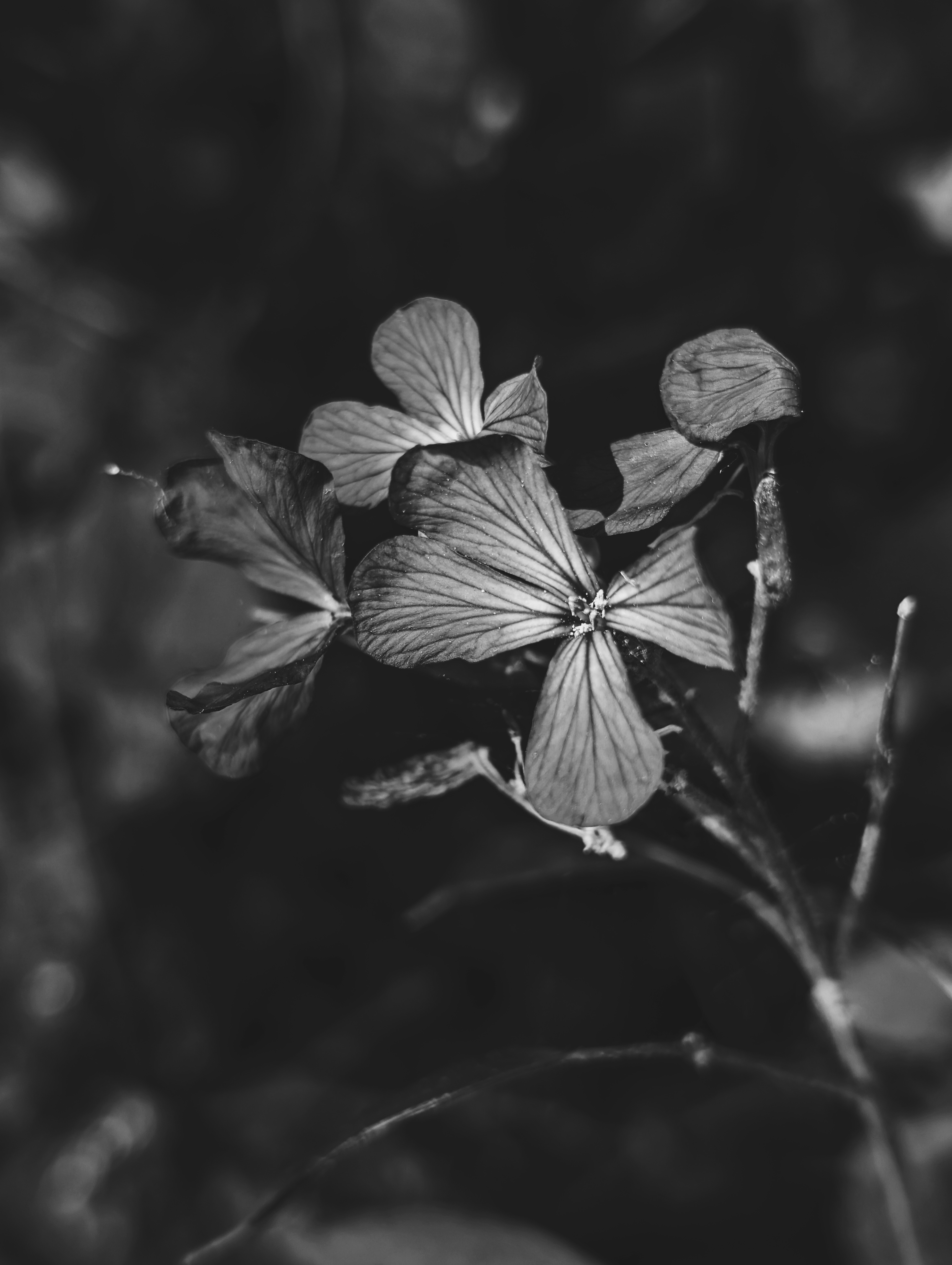 Black and white flower | a black and white photo of a flower