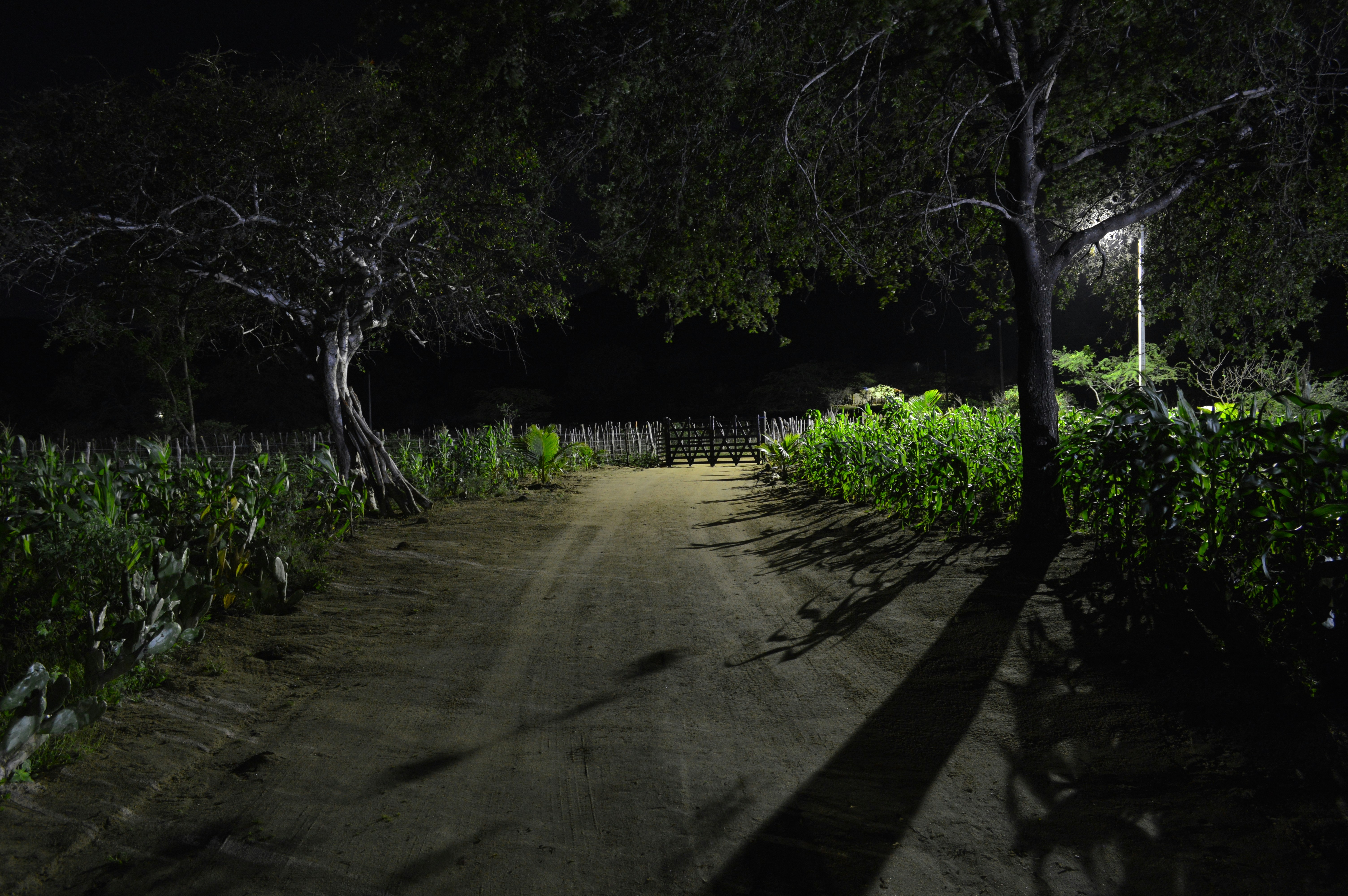 A dirt road at night with a fence and trees photo – Free Noite Image on ...