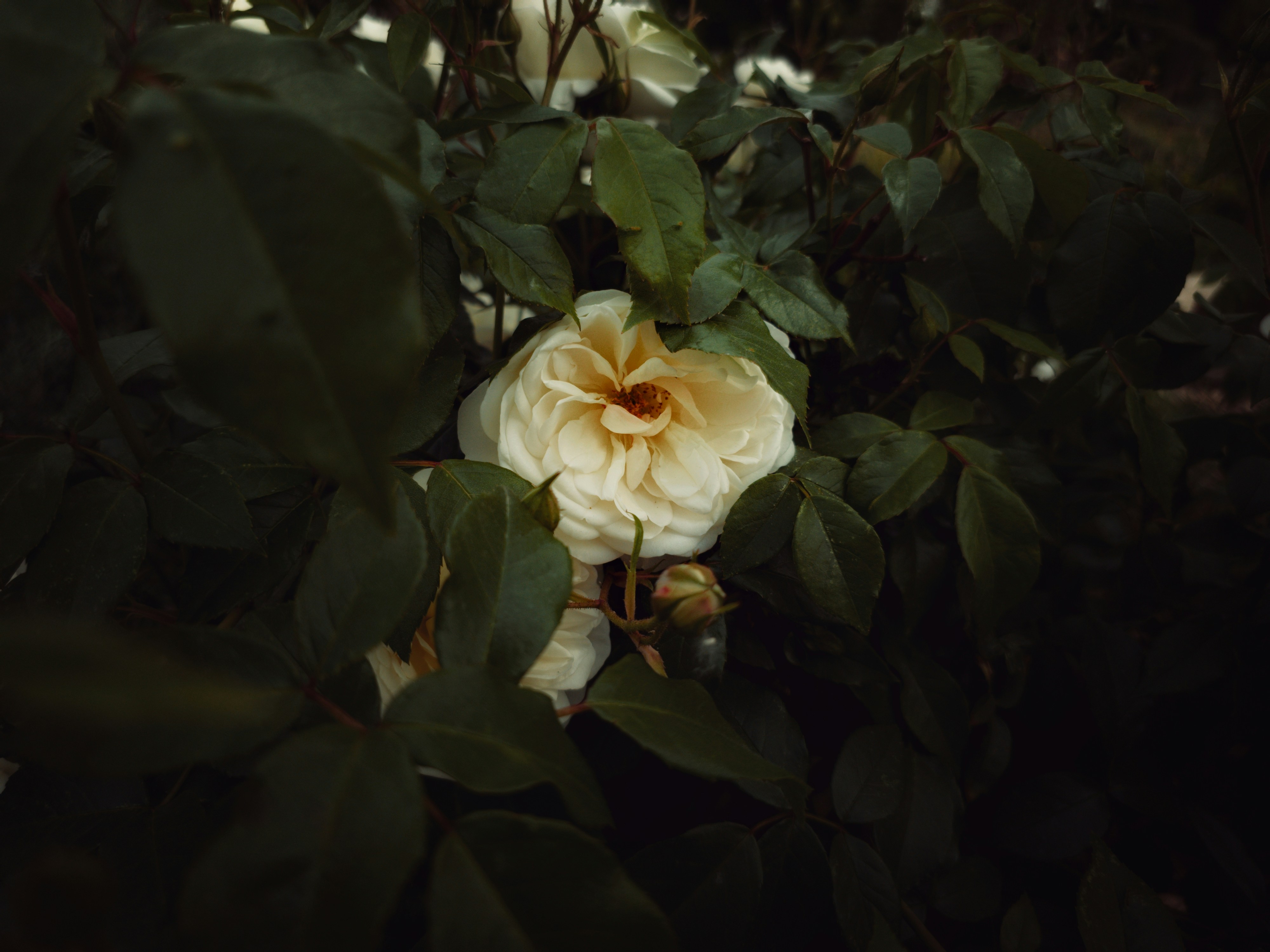 Creamrose in Shadow: a solitary bloom among dark leaves