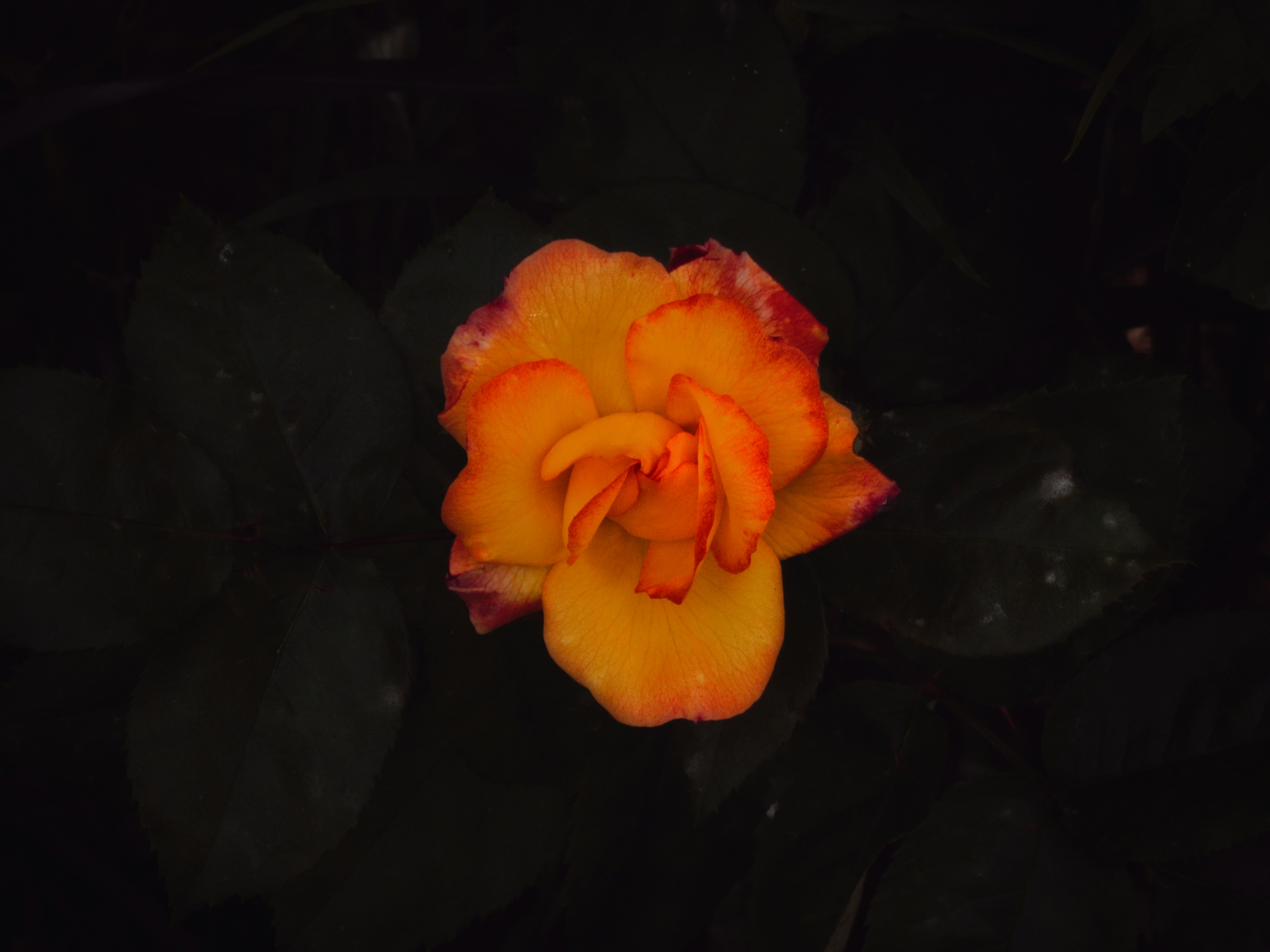 Photo by Mahdi Mahmoodi with Samsung Galaxy S23 Ultra