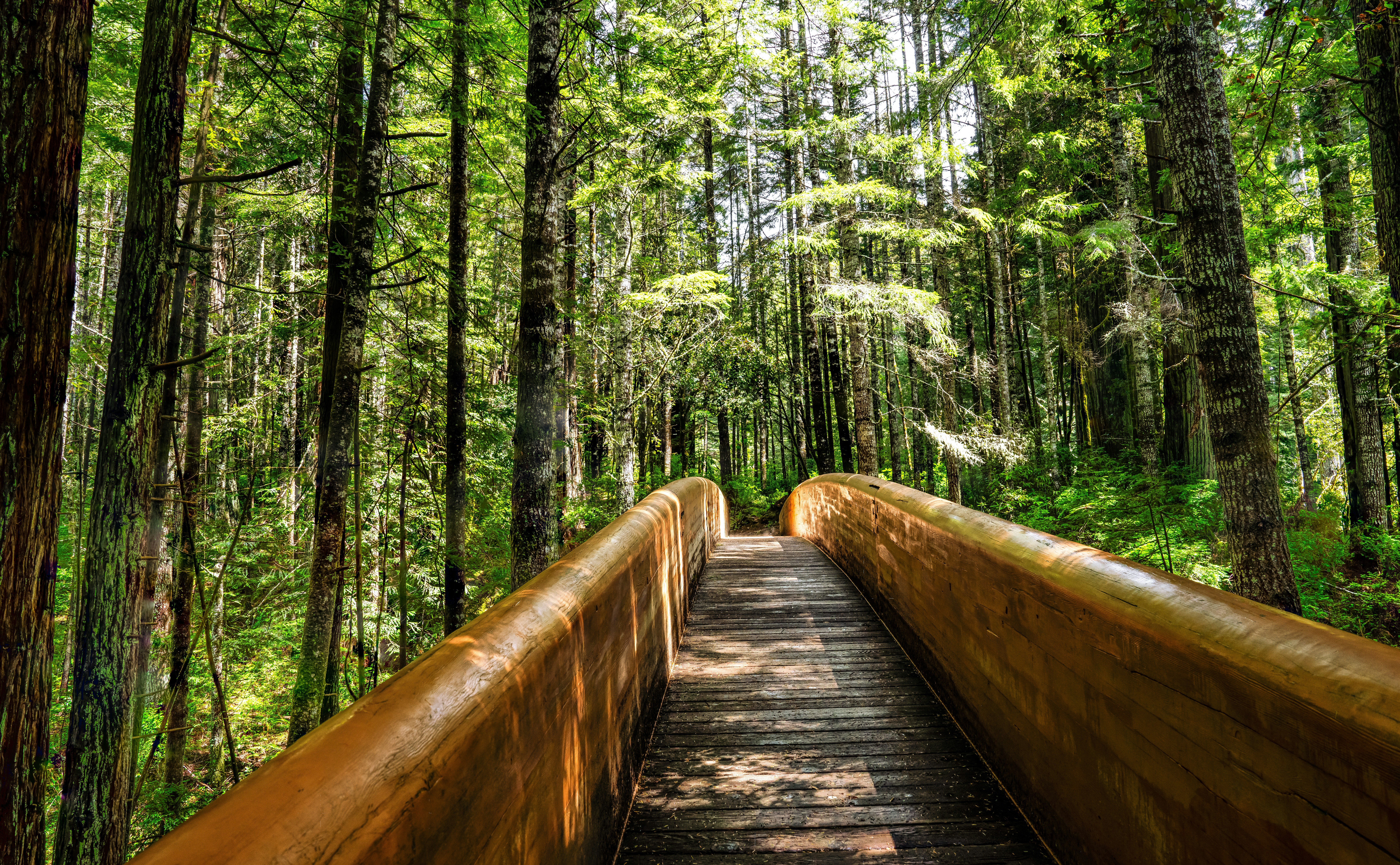 A wooden walkway in the middle of a forest photo – Free California ...