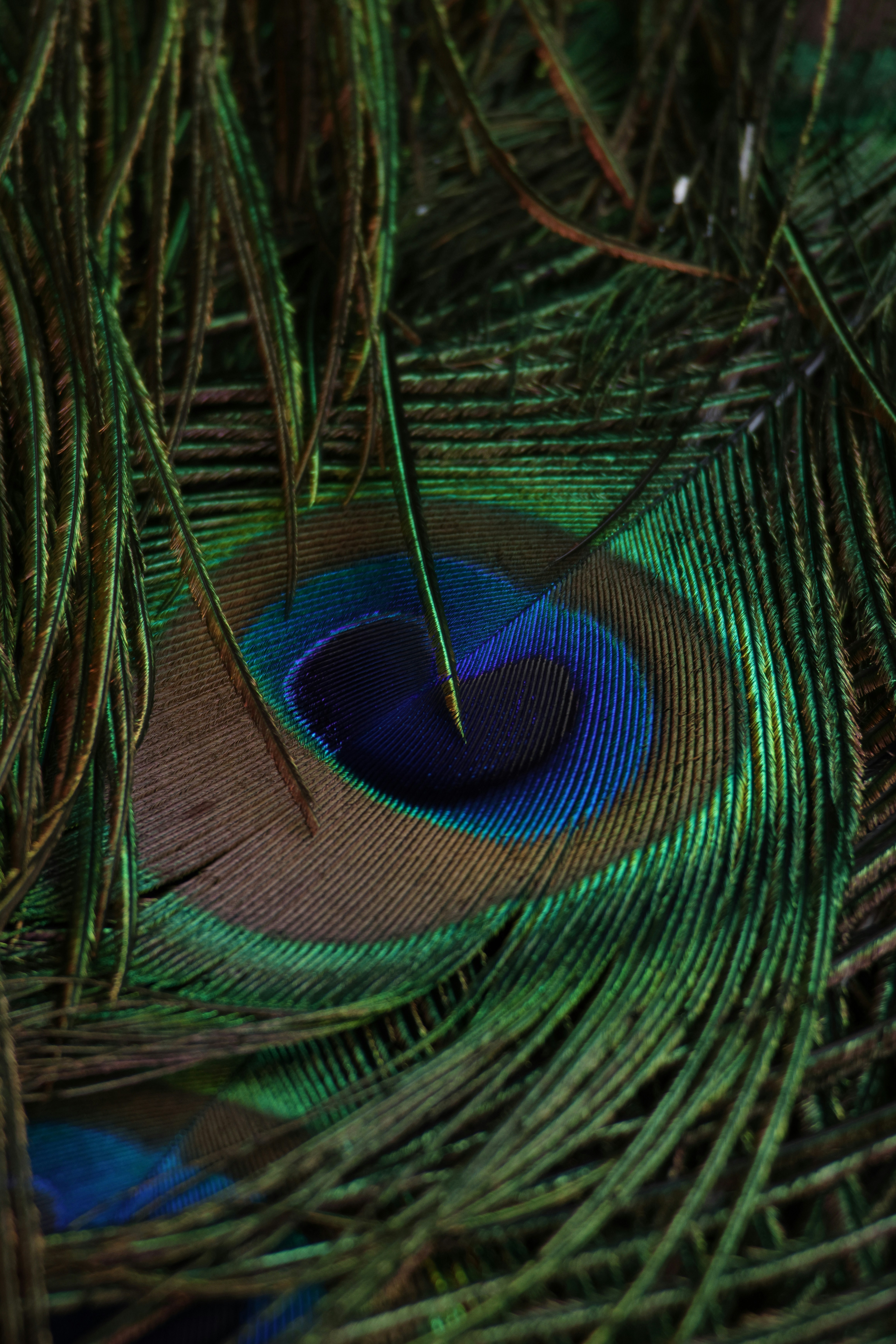 Macro photograph of a peacock feather eye, highlighting iridescent blue, green, and brown rings. Feathers fringe the eye to emphasize texture and color.